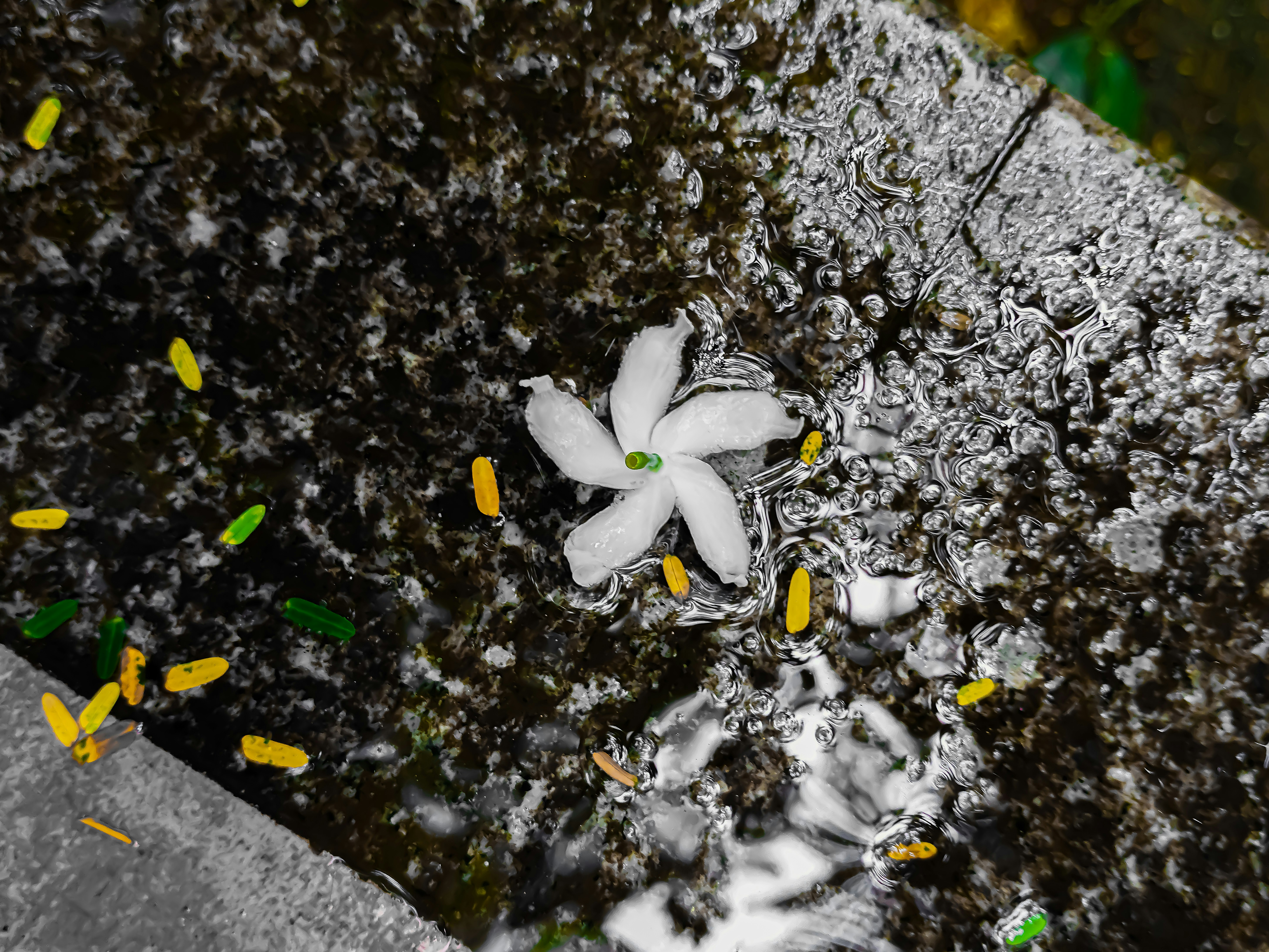 White flower on a rain-soaked stone with scattered yellow and green pollen