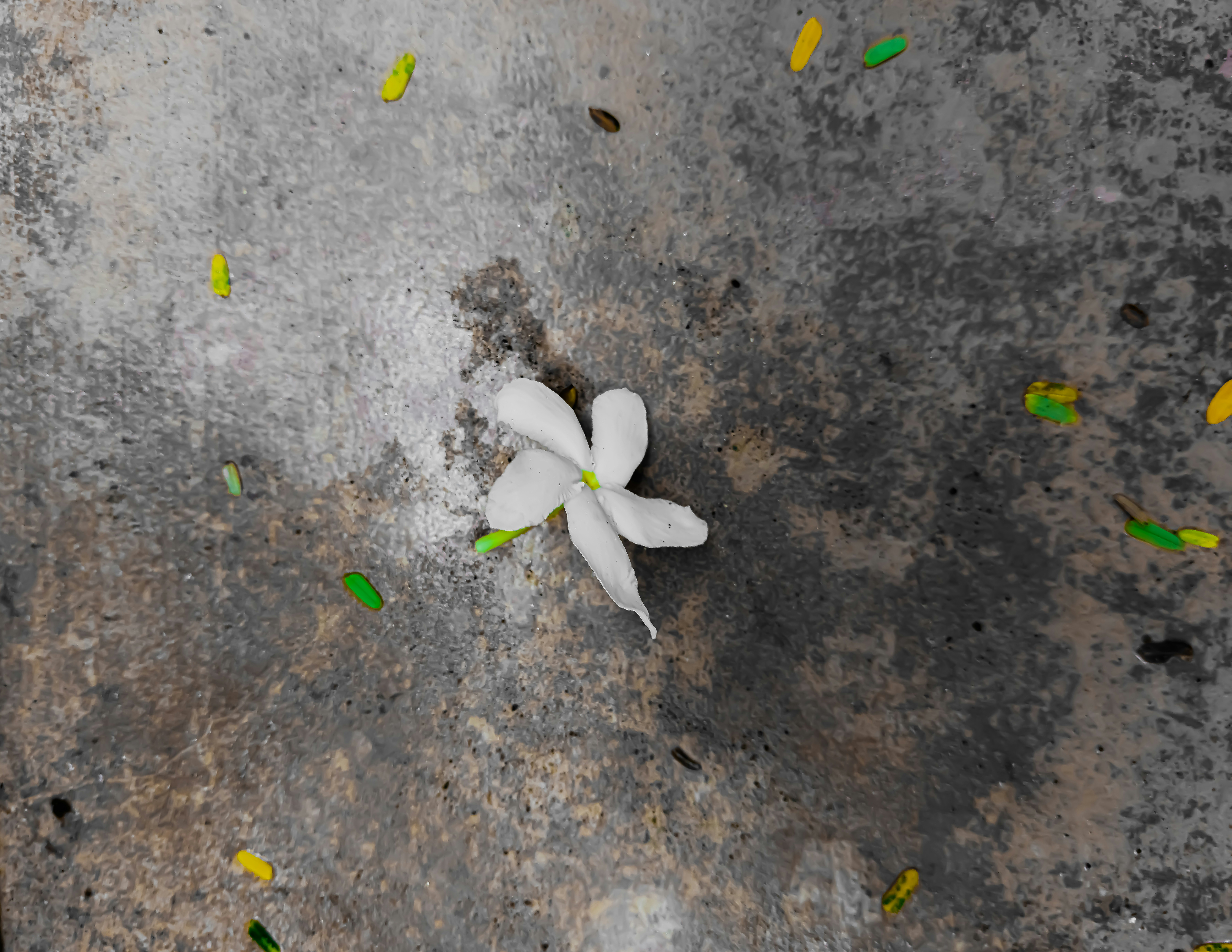 A lone white blossom on concrete: quiet contrast amid scattered color
