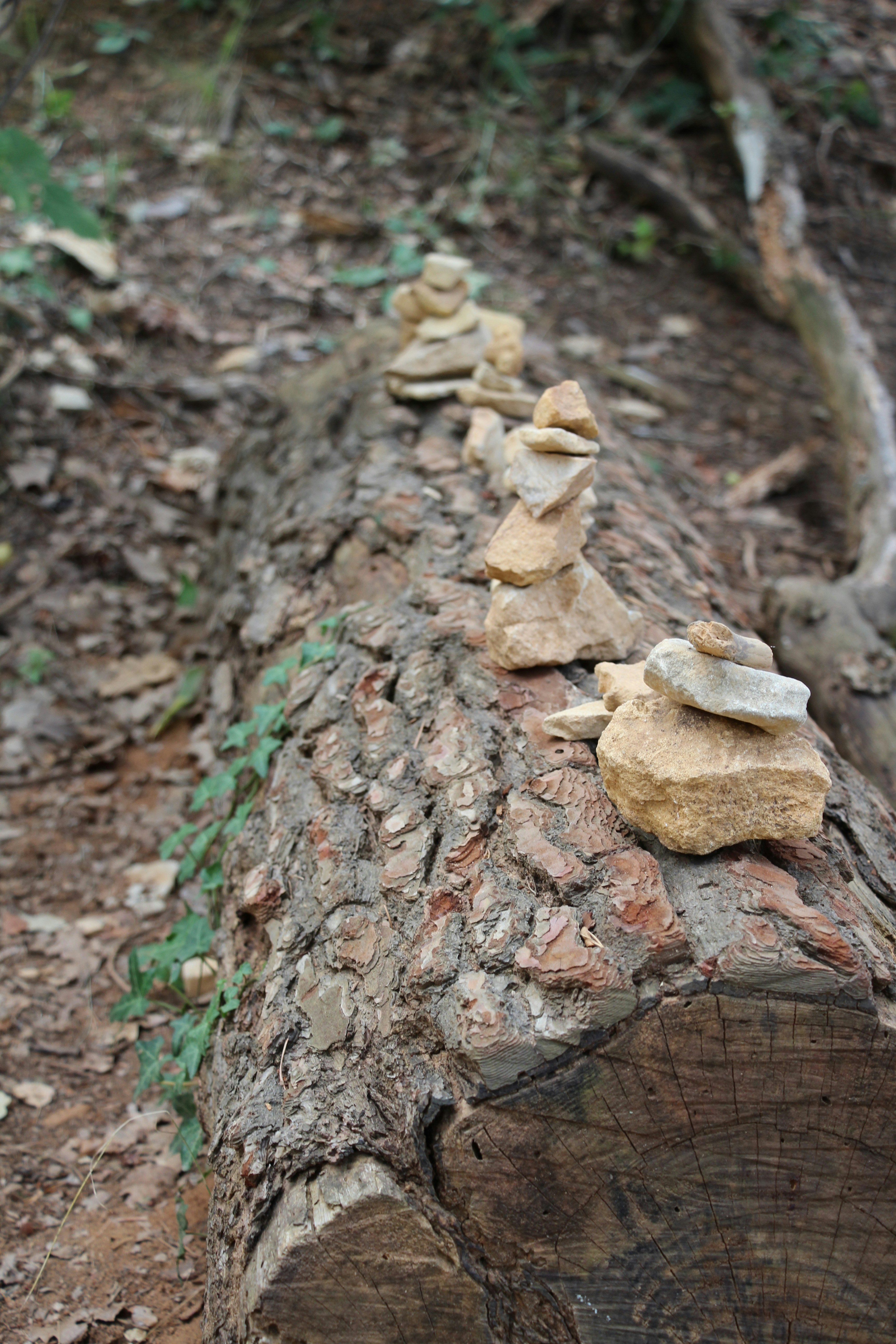 Cairns in a Quiet Forest: Stacked Stones marching along a weathered log