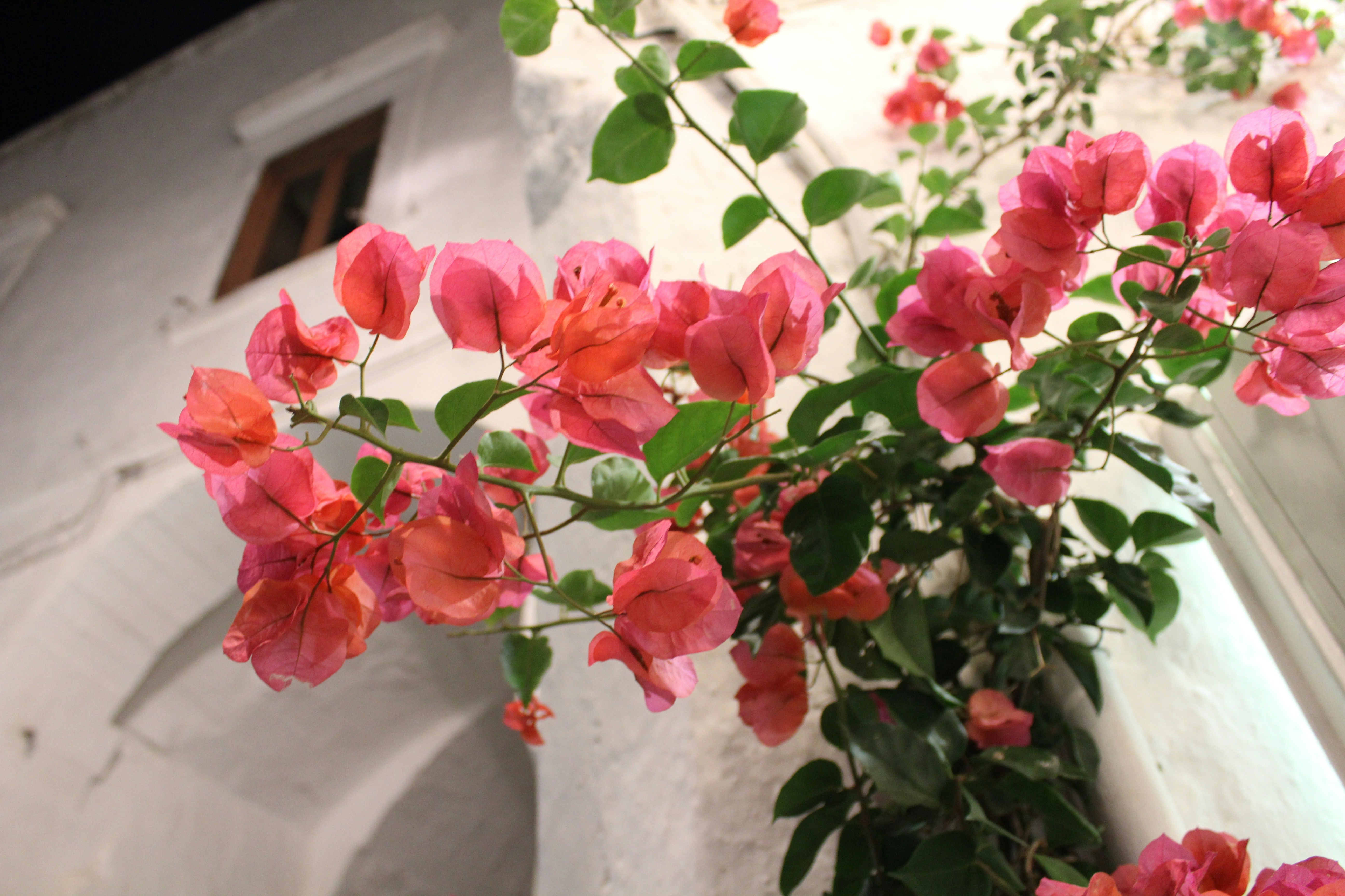 Vibrant pink bougainvillea climbing along a textured white wall under soft lighting.