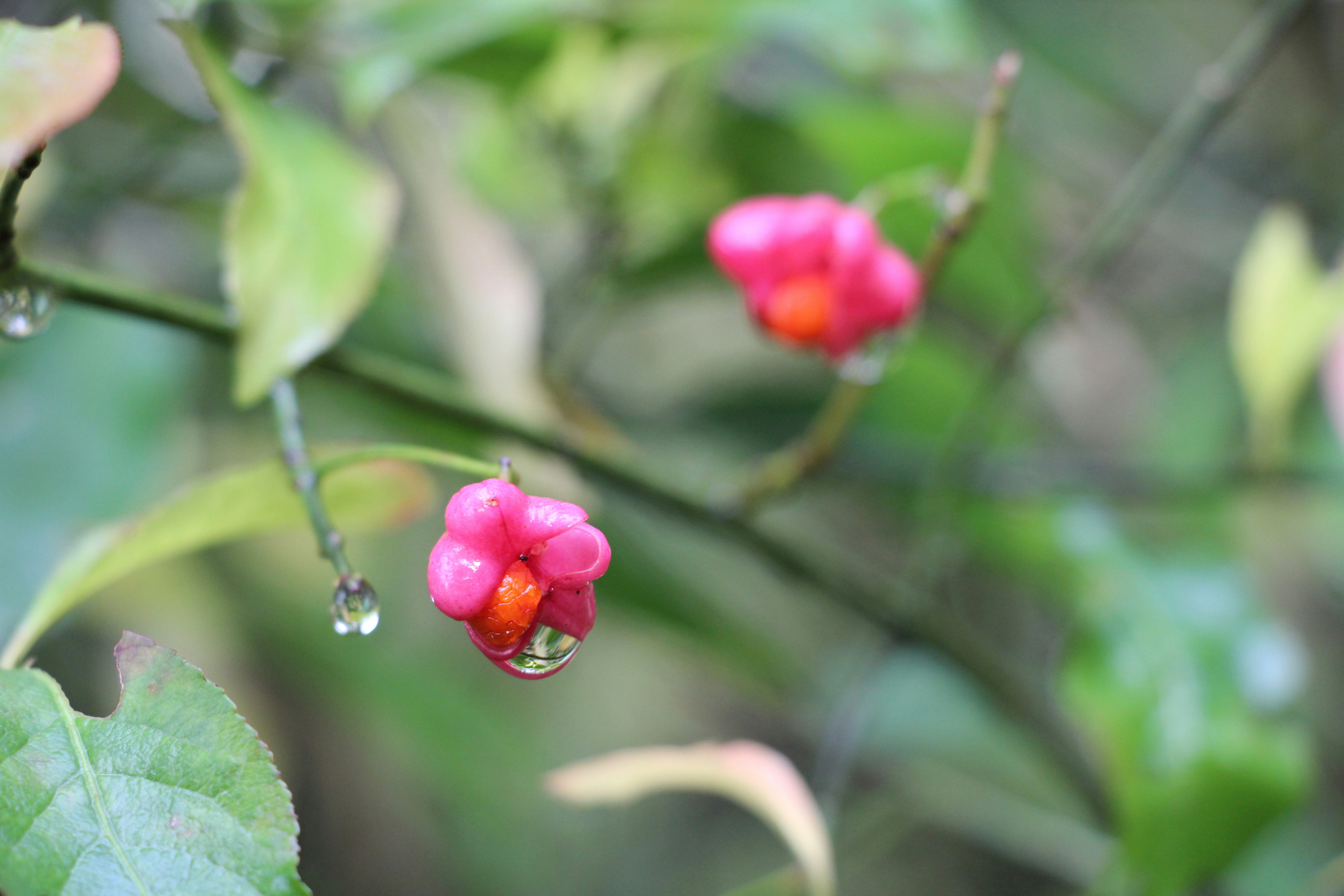 Close-up of vibrant pink berries nestled among green leaves, with droplets of water enhancing their allure.