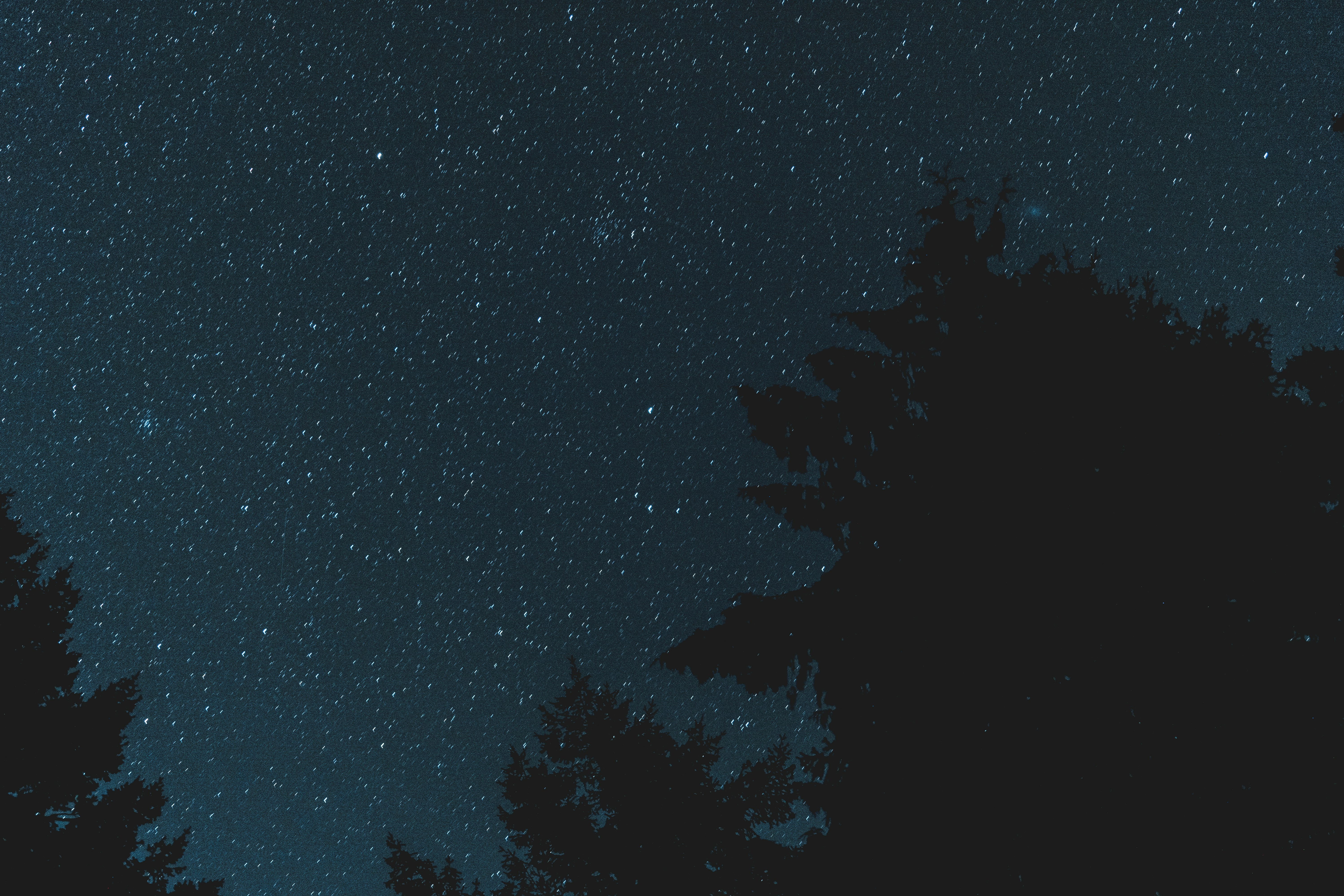 Star-filled night sky above silhouetted trees.