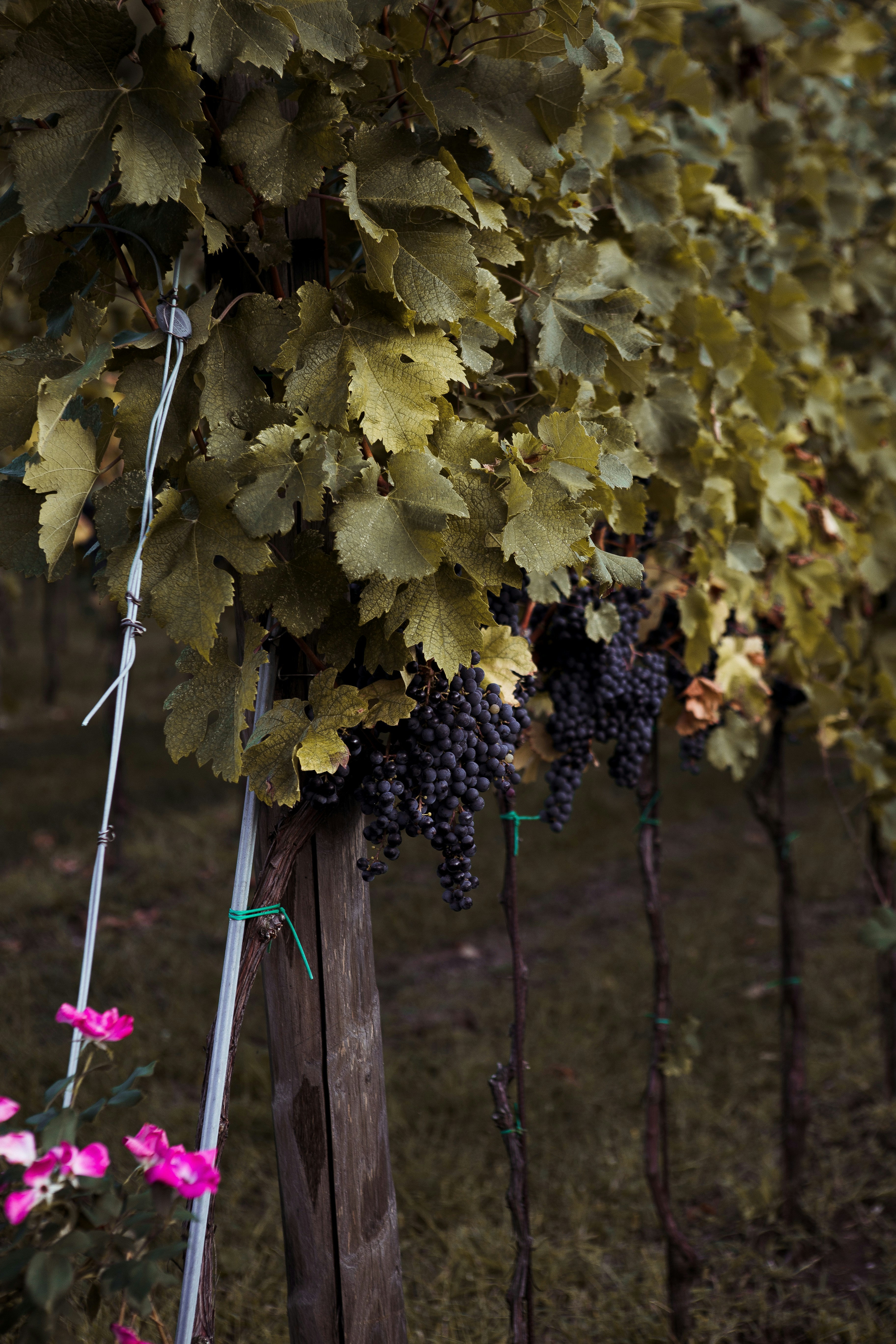 Clusters of ripe grapes hang from lush green vines, framed by delicate pink flowers in a vineyard setting.