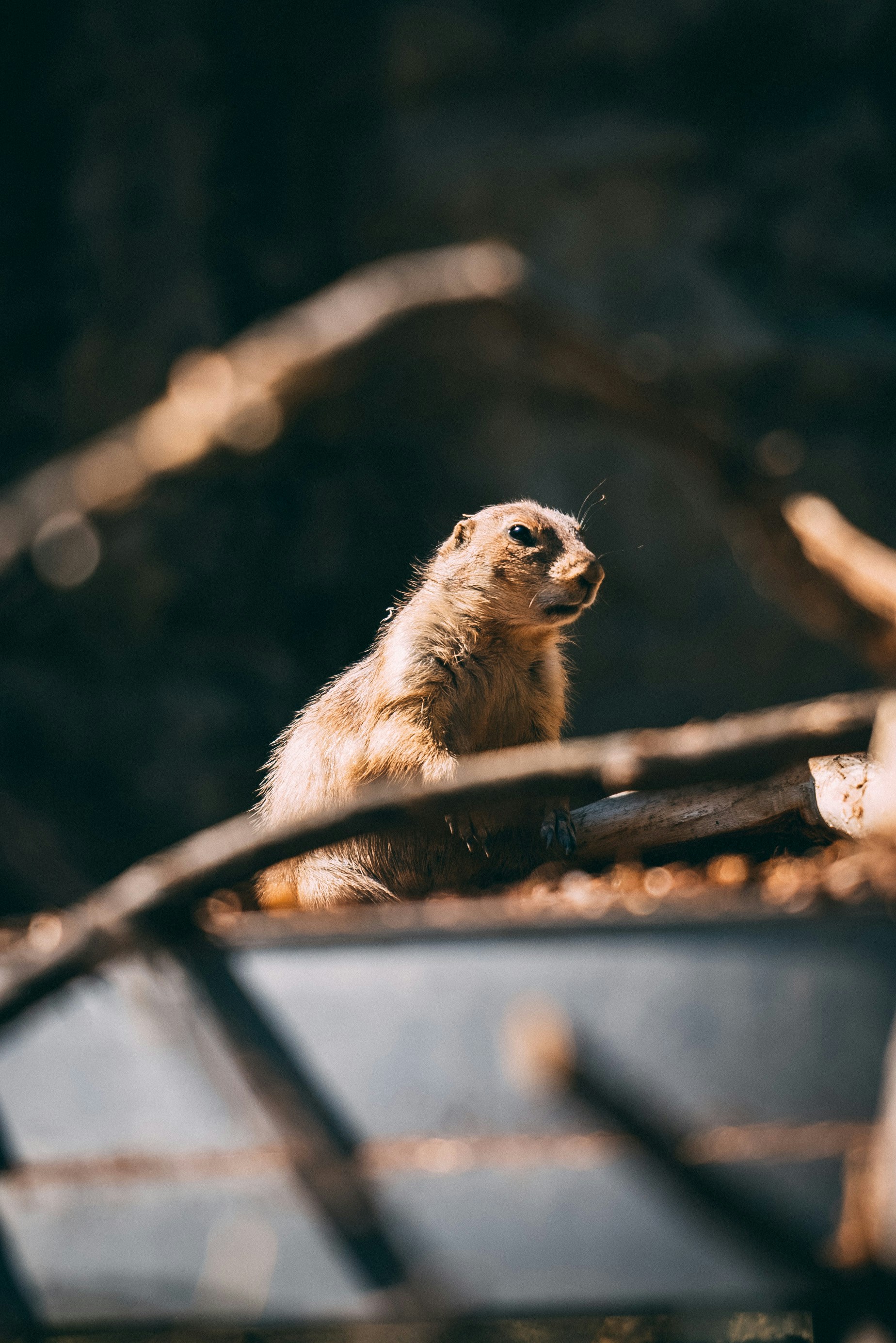 Golden Hour Gazer: A Curious Ground Squirrel on Weathered Logs