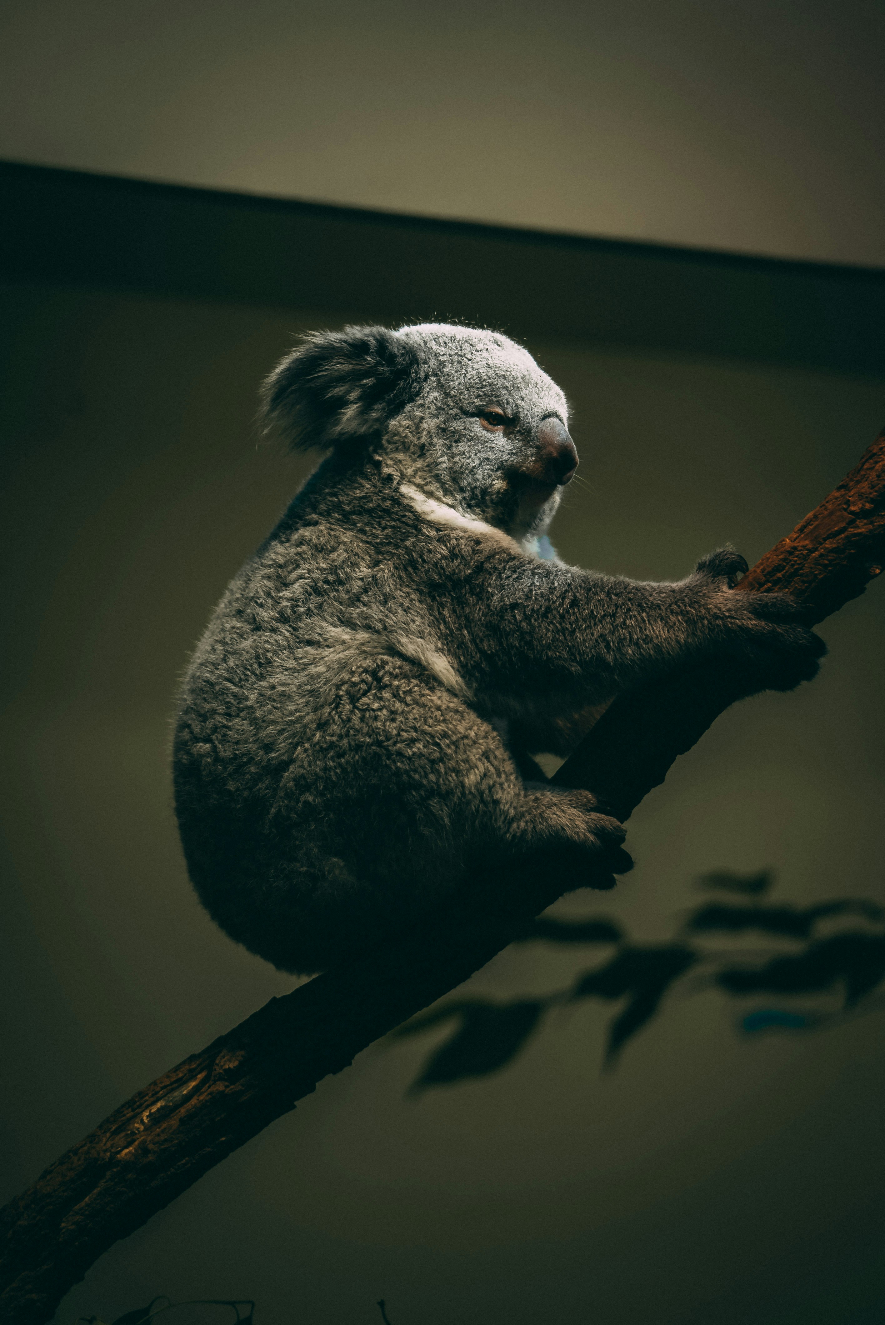 Koala on a Diagonal Branch in Moody Dusk Light