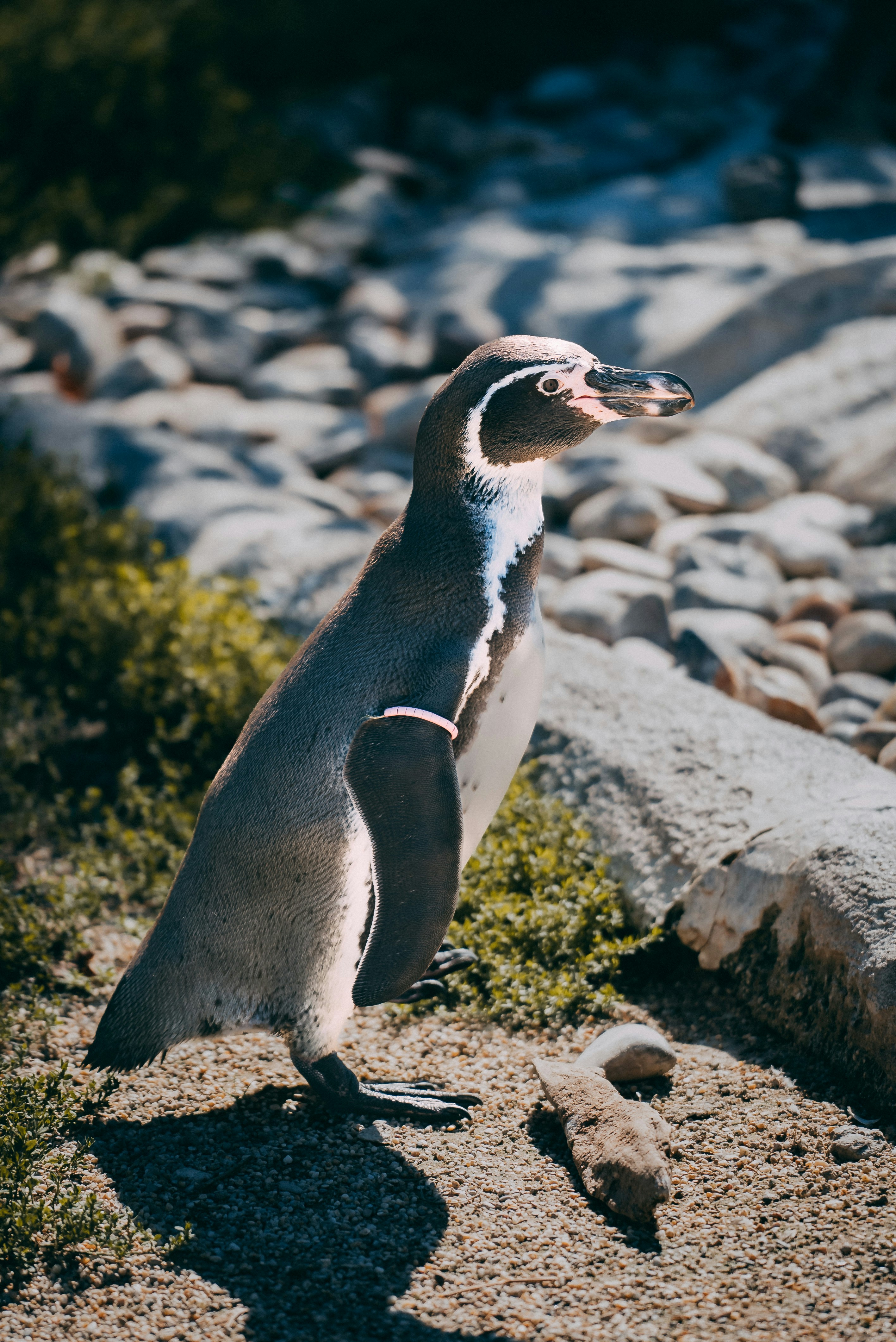 A penguin looking around on sand and rocks.