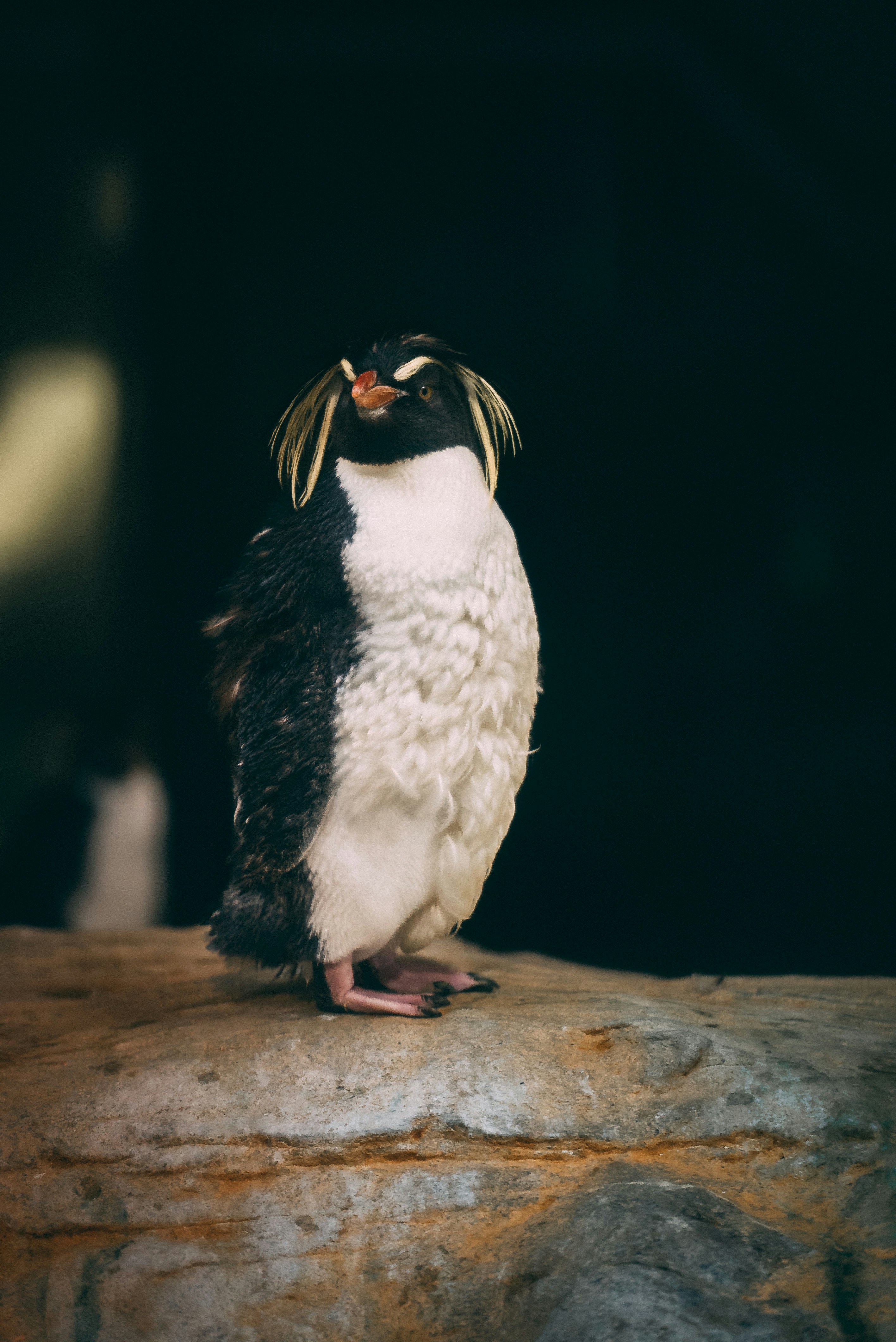 A penguin looking around on sand and rocks.
