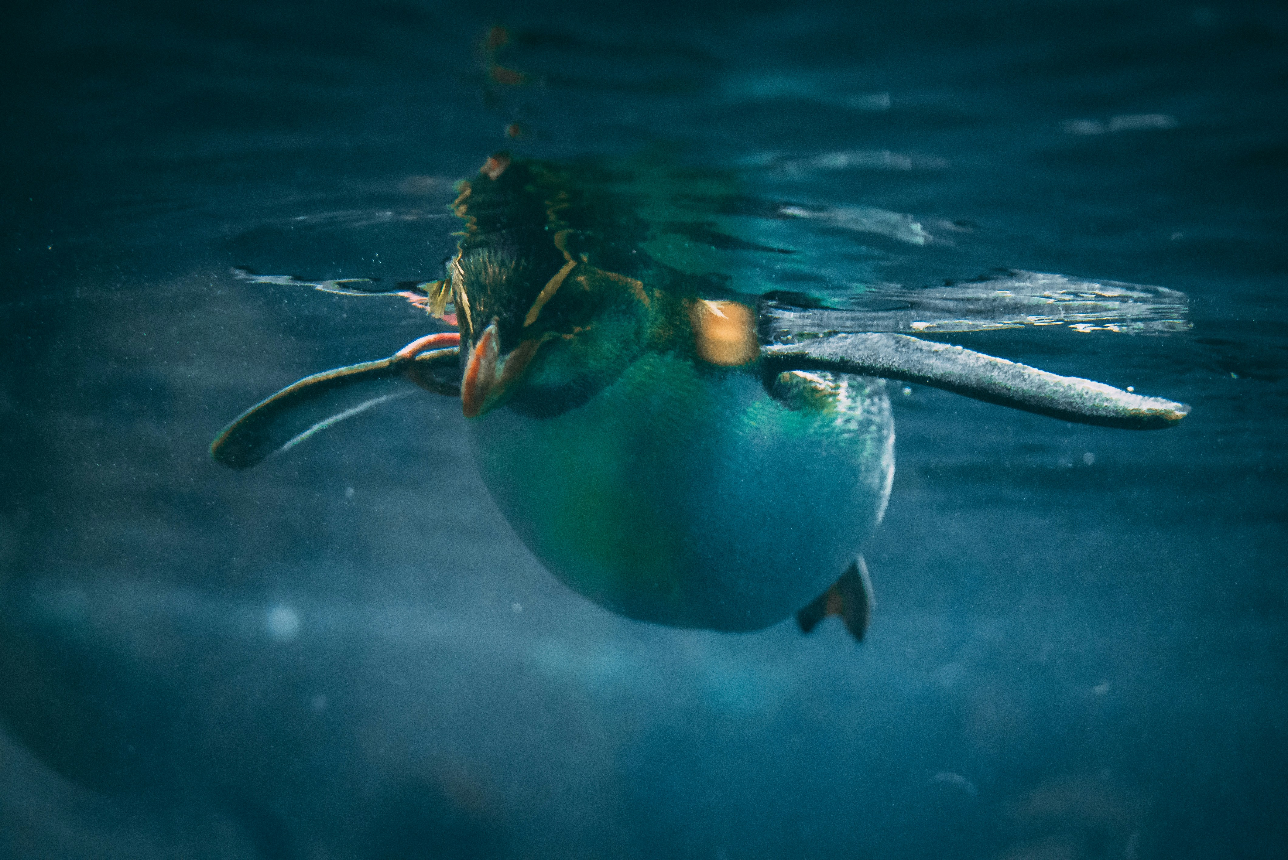 A penguin swimming in a water.