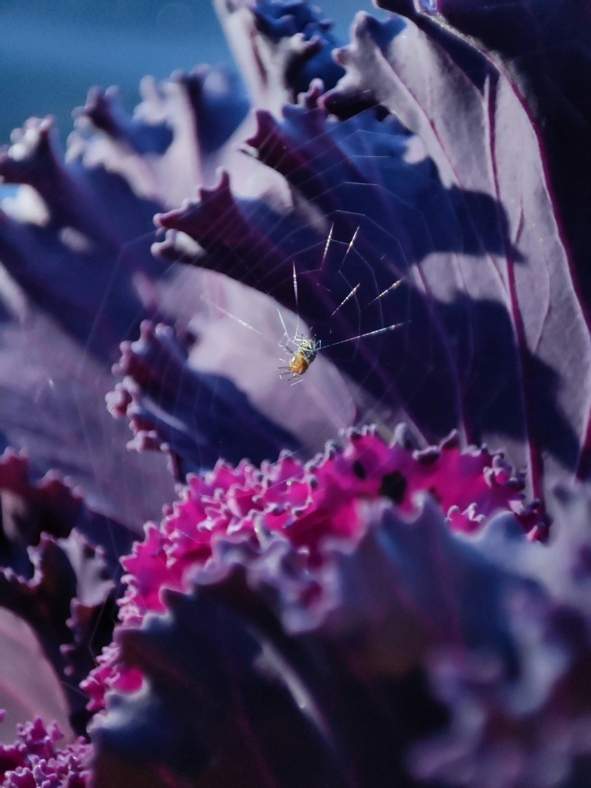 Macro close-up photograph of a small spider on a delicate web among vibrant purple cabbage leaves. The shot highlights the spider's delicate legs and the fine threads set against textured foliage.