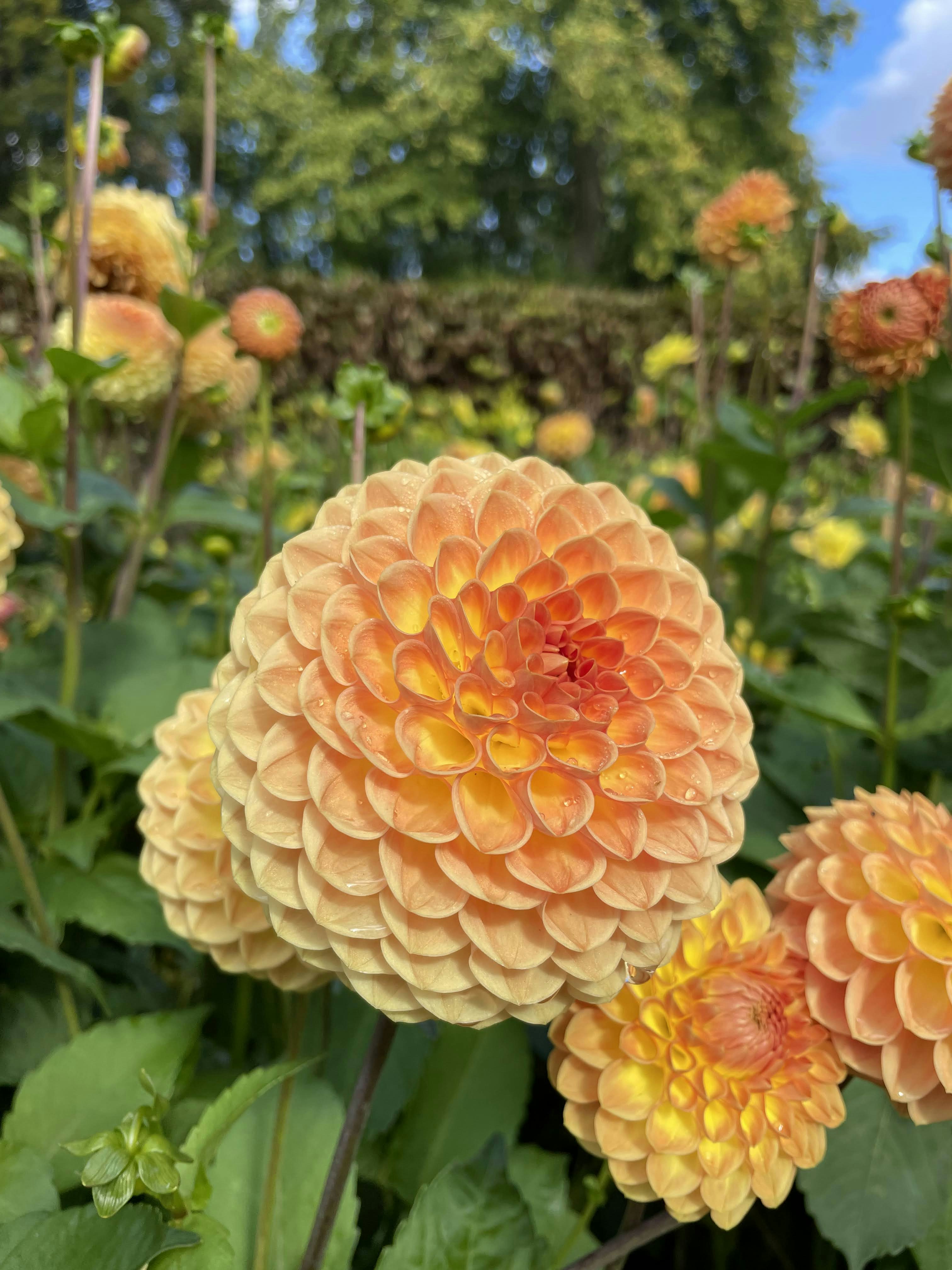 Peach-Orange Dahlia in Afternoon Sunlight