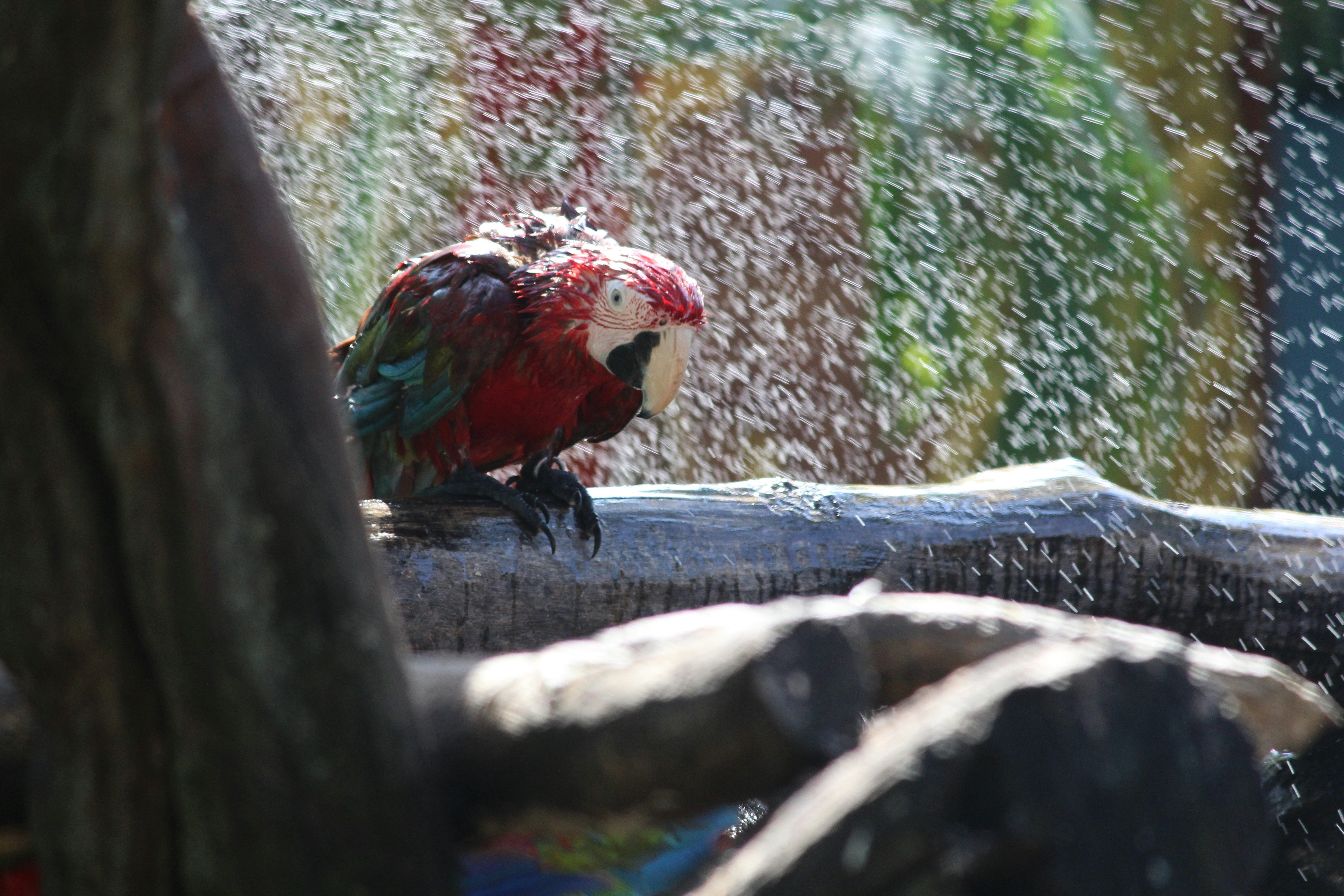 Crimson Macaw in a Water Spray: Color on a Weathered Log