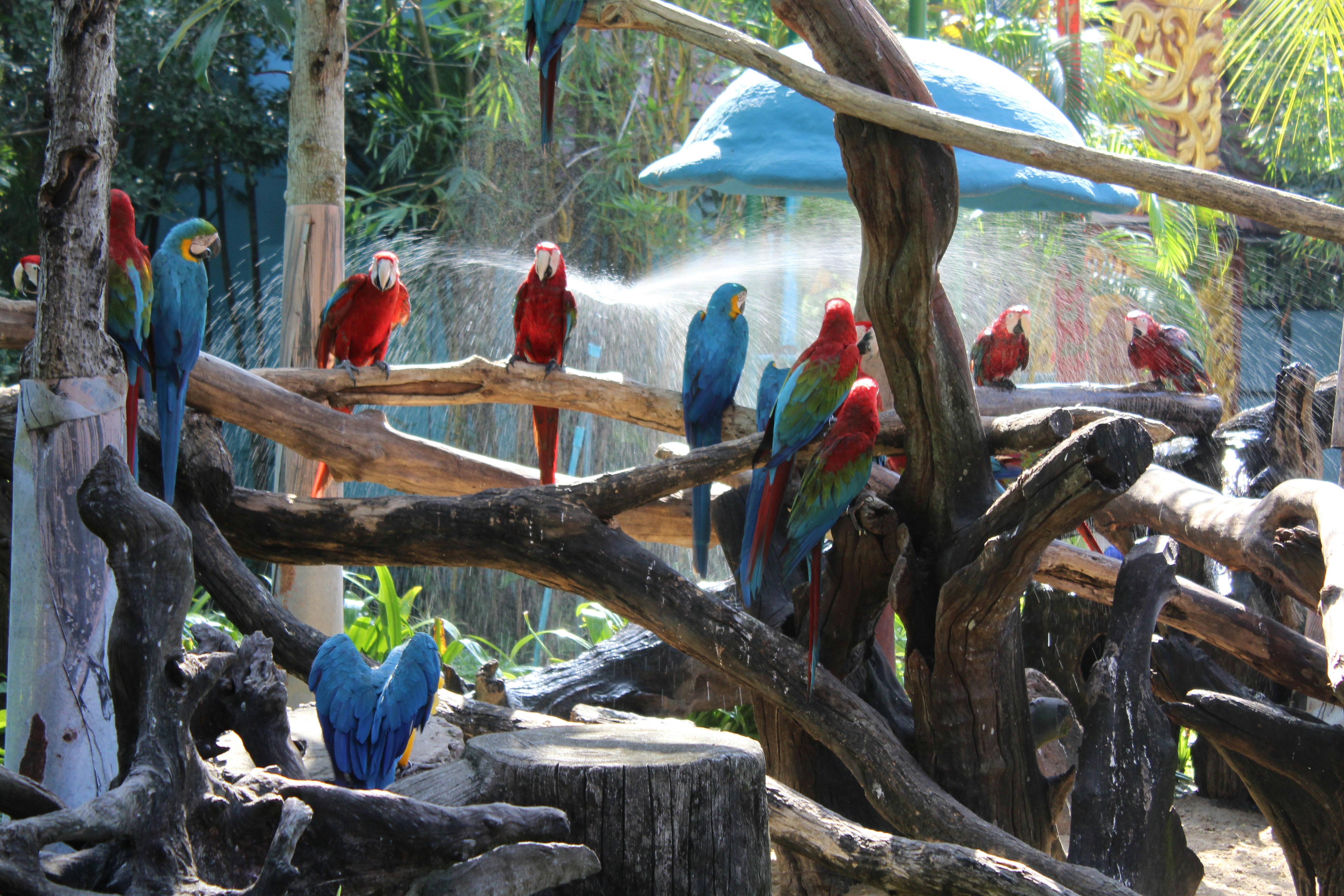 Colorful parrots perched on branches in a lush, sunlit habitat.