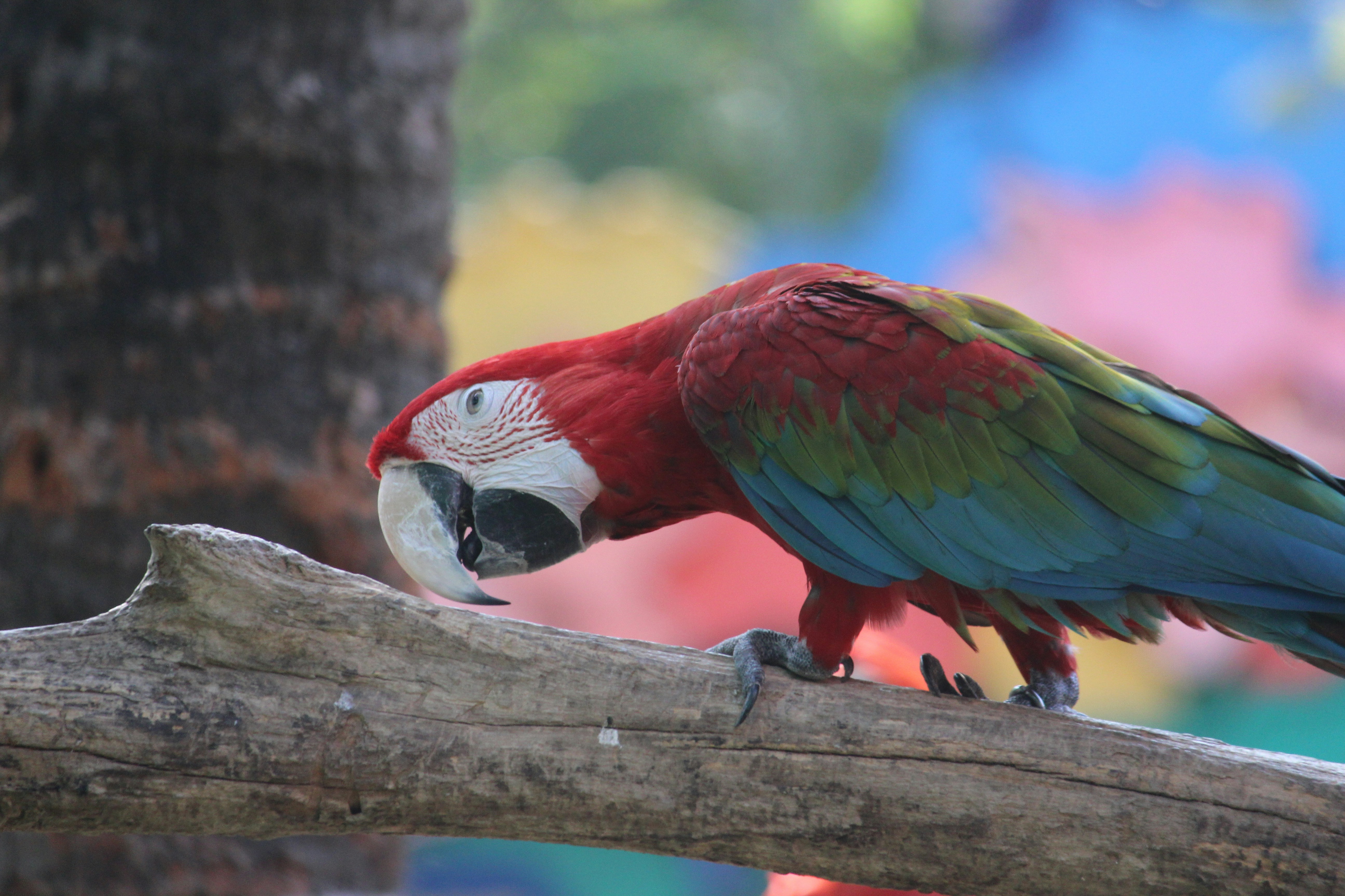 Crimson Macaw Perched on a Weathered Branch Against a Vivid Backdrop