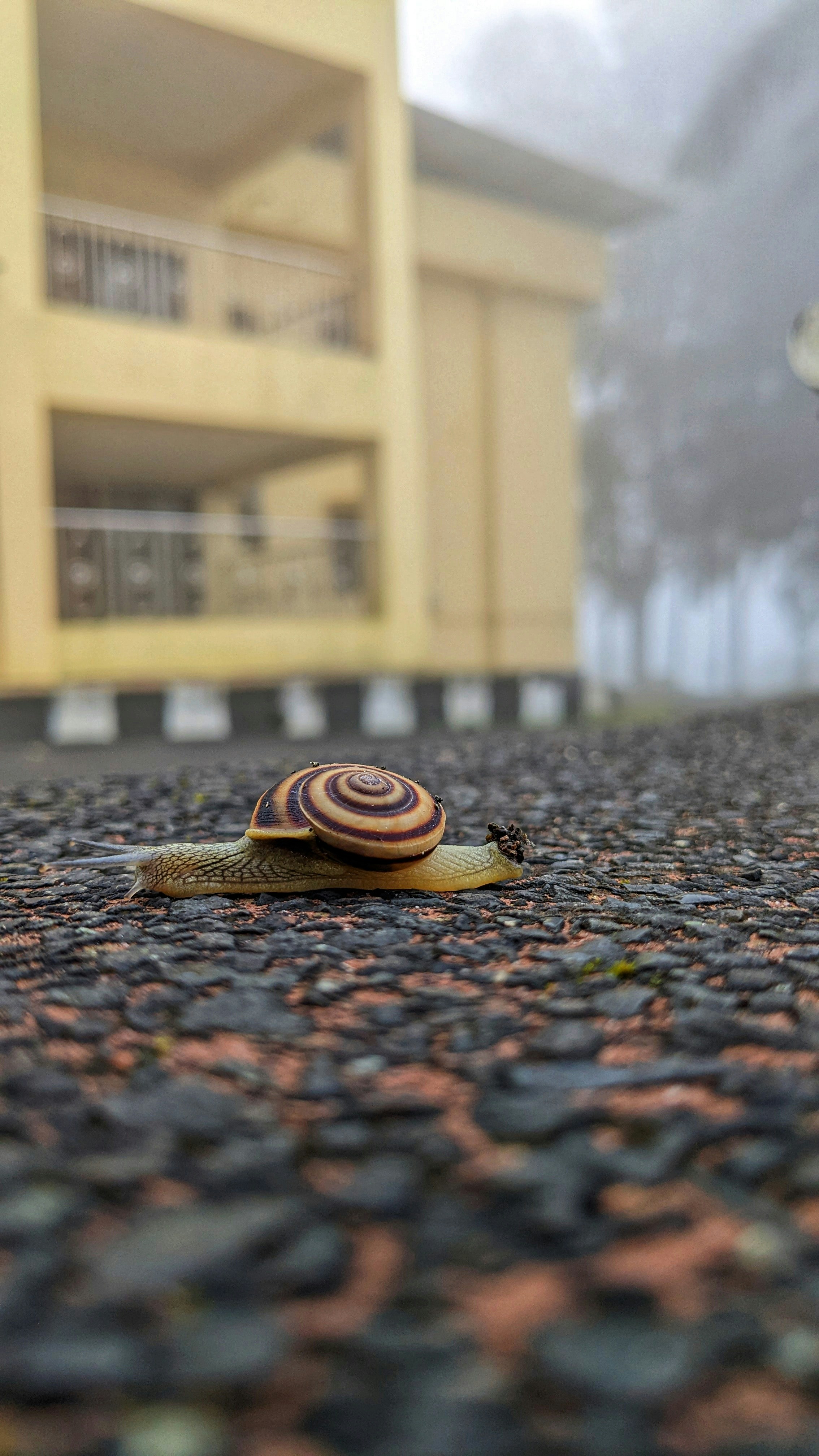 a snake on a brick surface