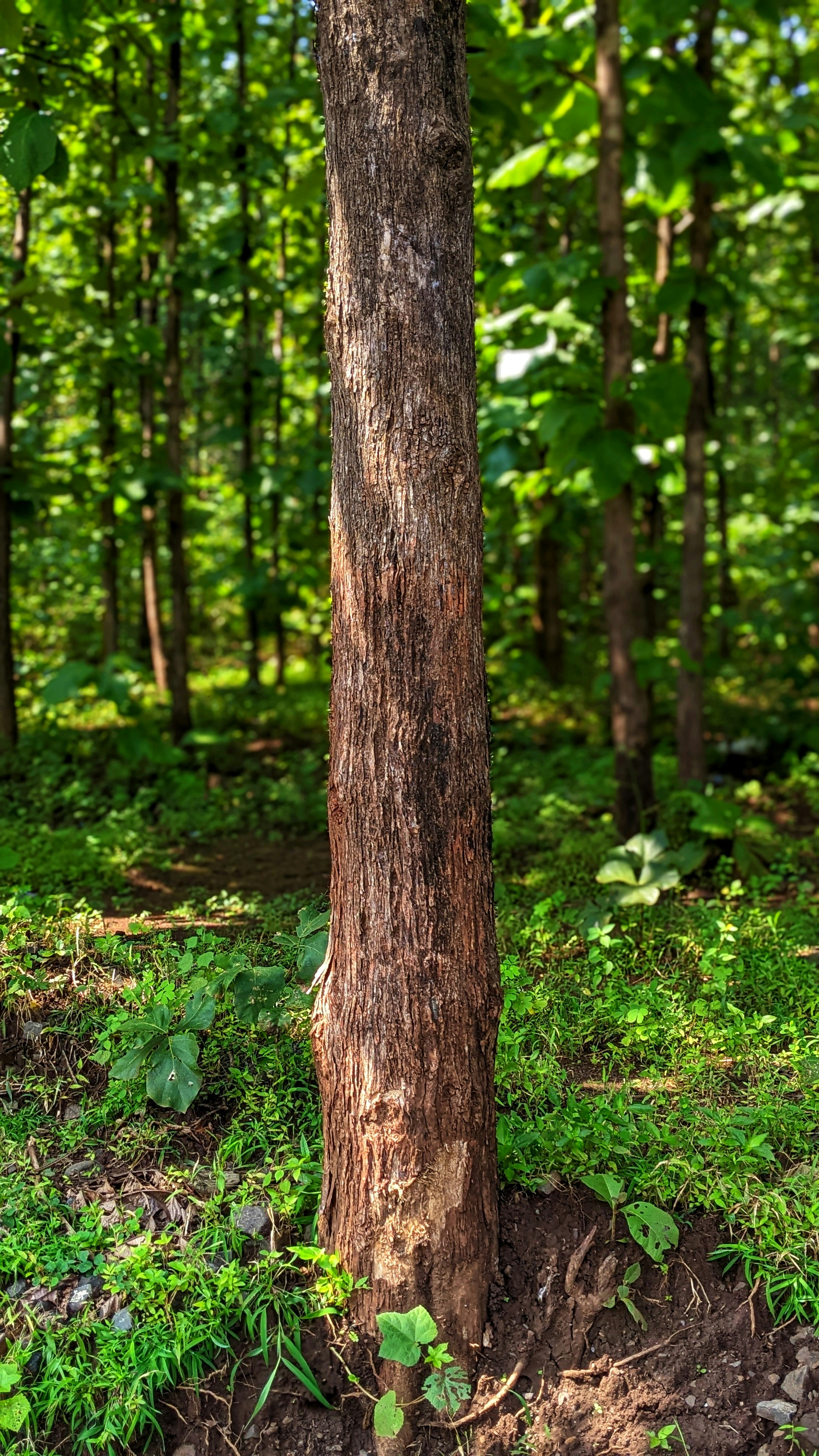 A solitary tree stands tall amidst lush greenery, showcasing its textured bark and the vibrant undergrowth surrounding it.