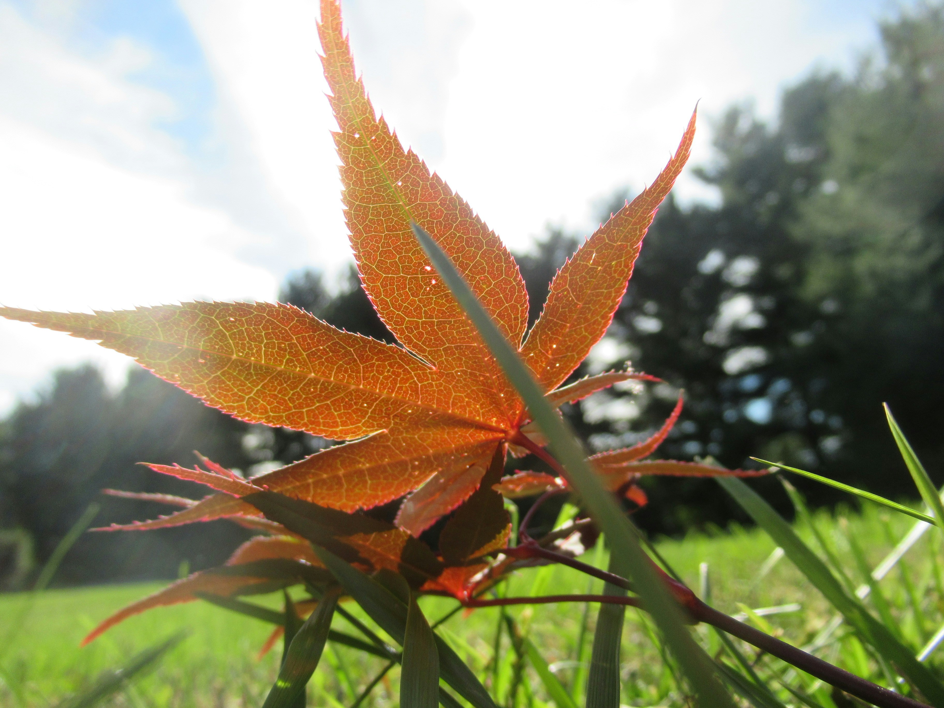 Ember Leaf in a Sunlit Meadow