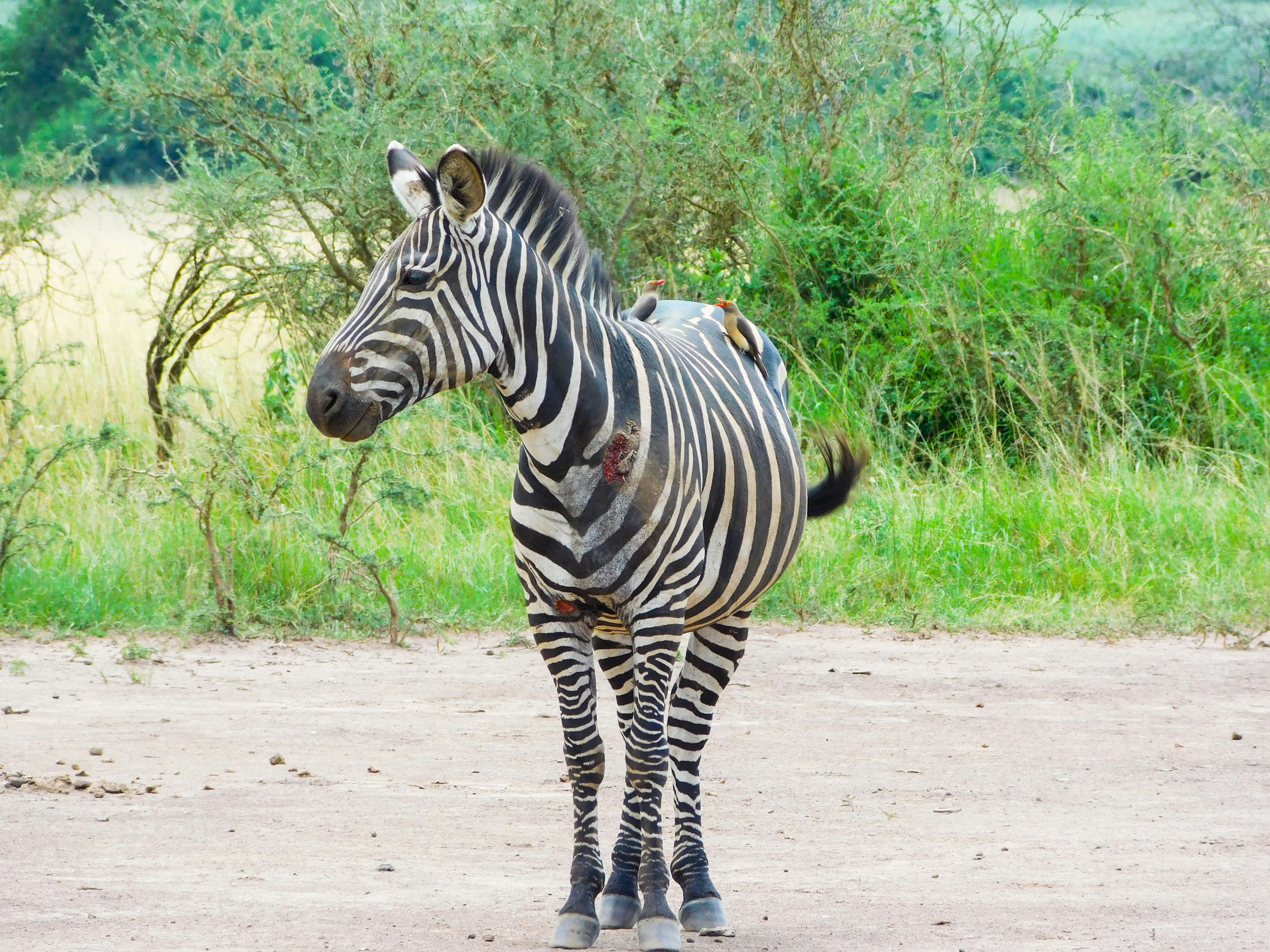 未舗装の道路に立つシマウマの写真 – Unsplashの無料動物写真