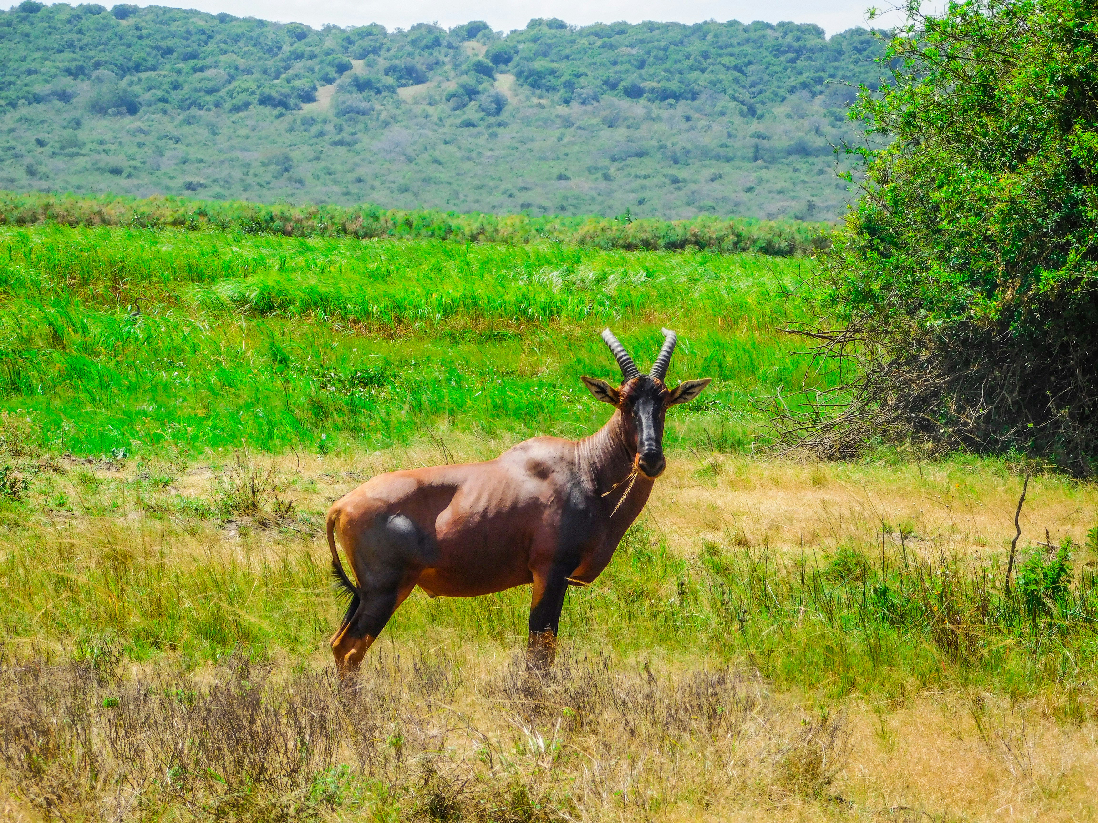 Un animal à cornes debout dans un champ herbeux photo – Photo Vert ...