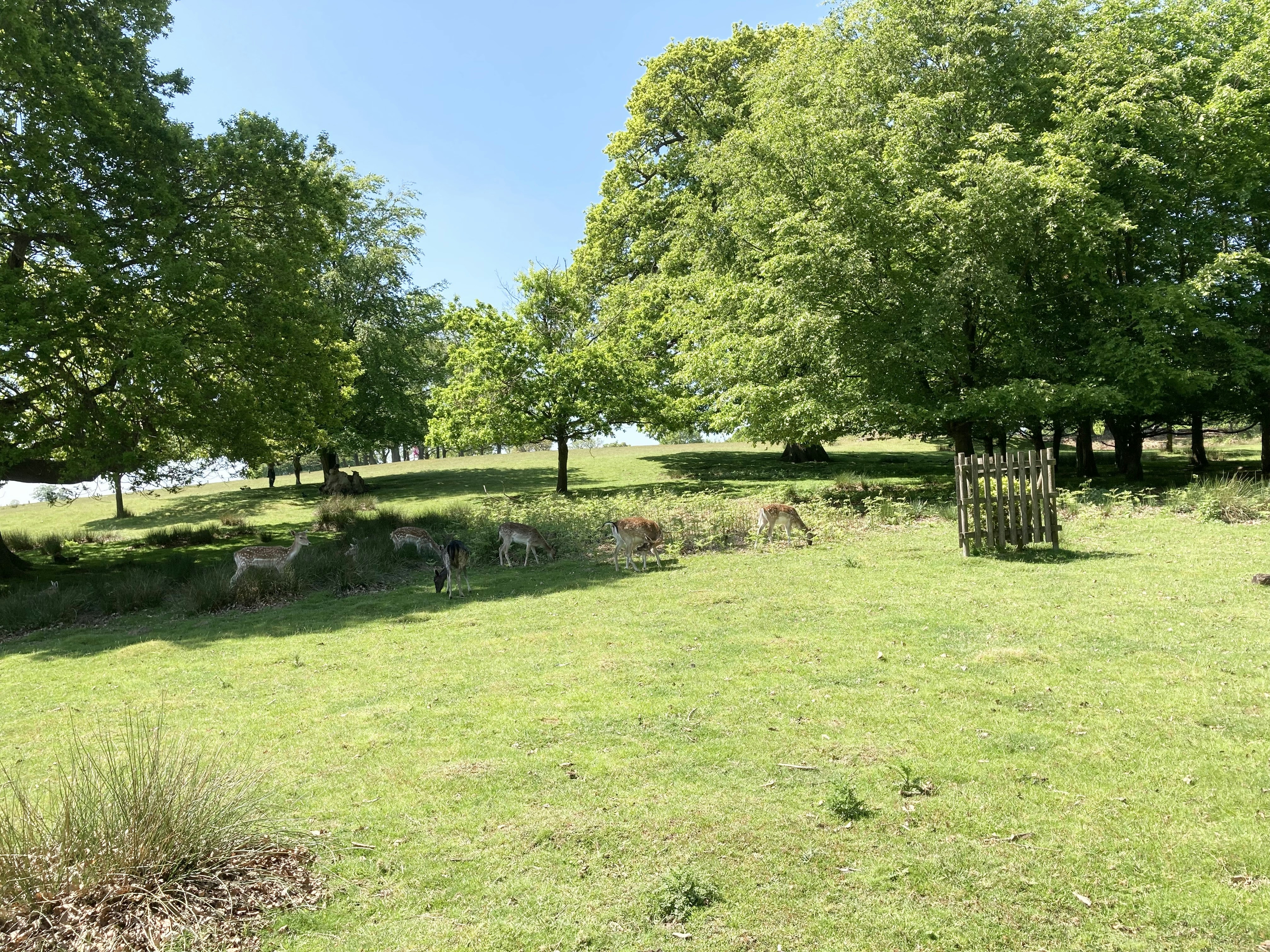 A group of animals stand in a grassy field photo – Free Knole park ...