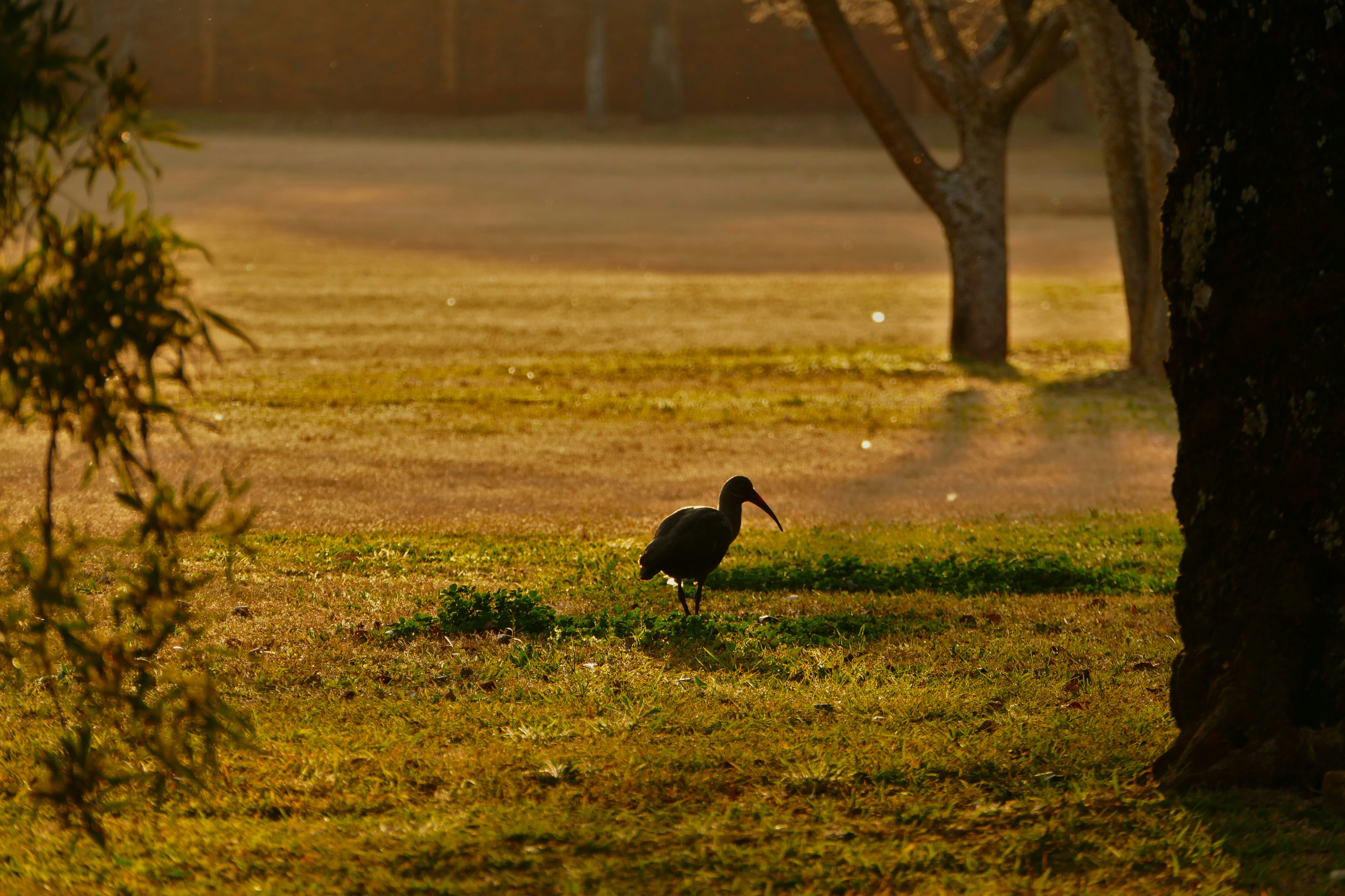 Amber Hour Vigil: A lone wading bird traces a quiet park in bronze light.