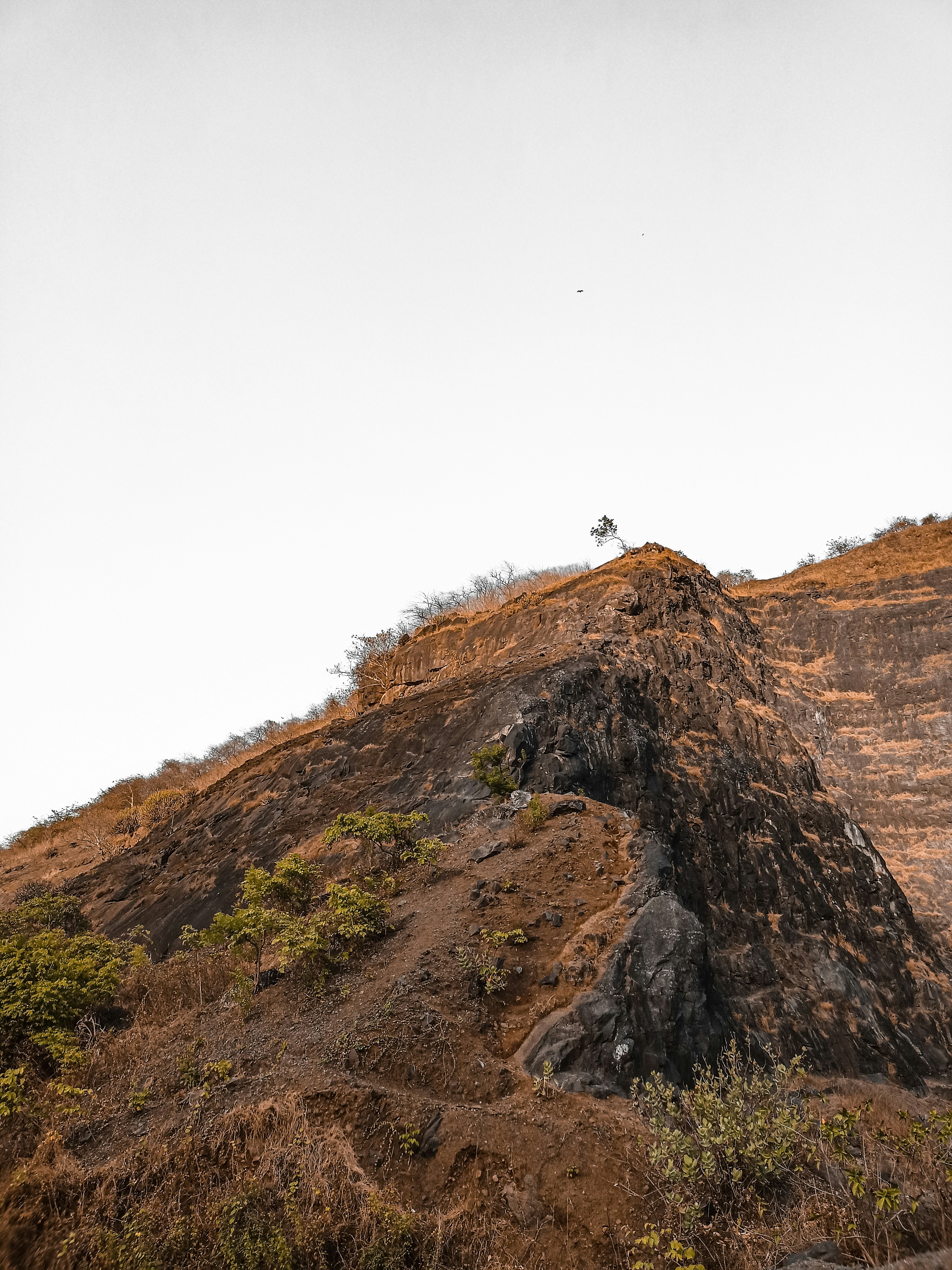 Sunlit Ridge with Lone Tree atop weathered cliff