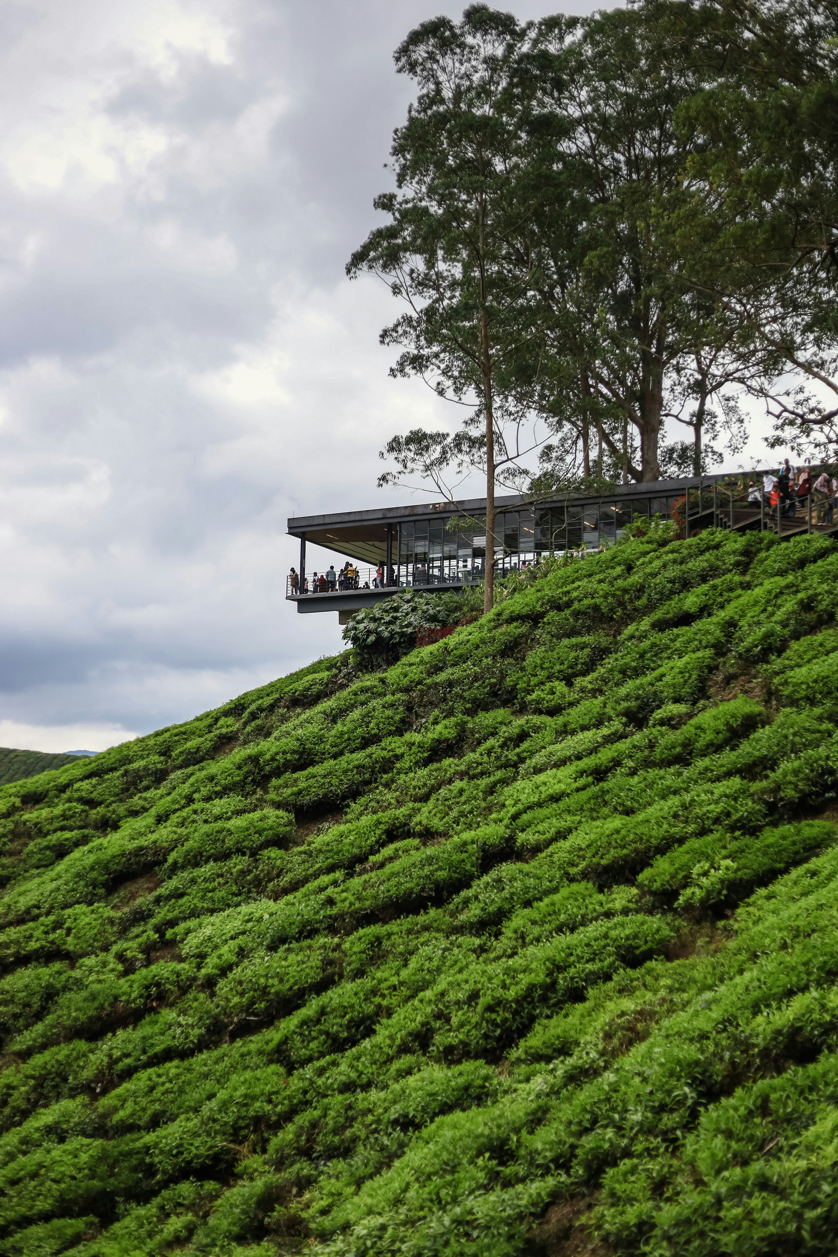 Cloudy view of Sungai Palas BOH Tea Plantation. Worth the journey up the winding road. | a building on a hill