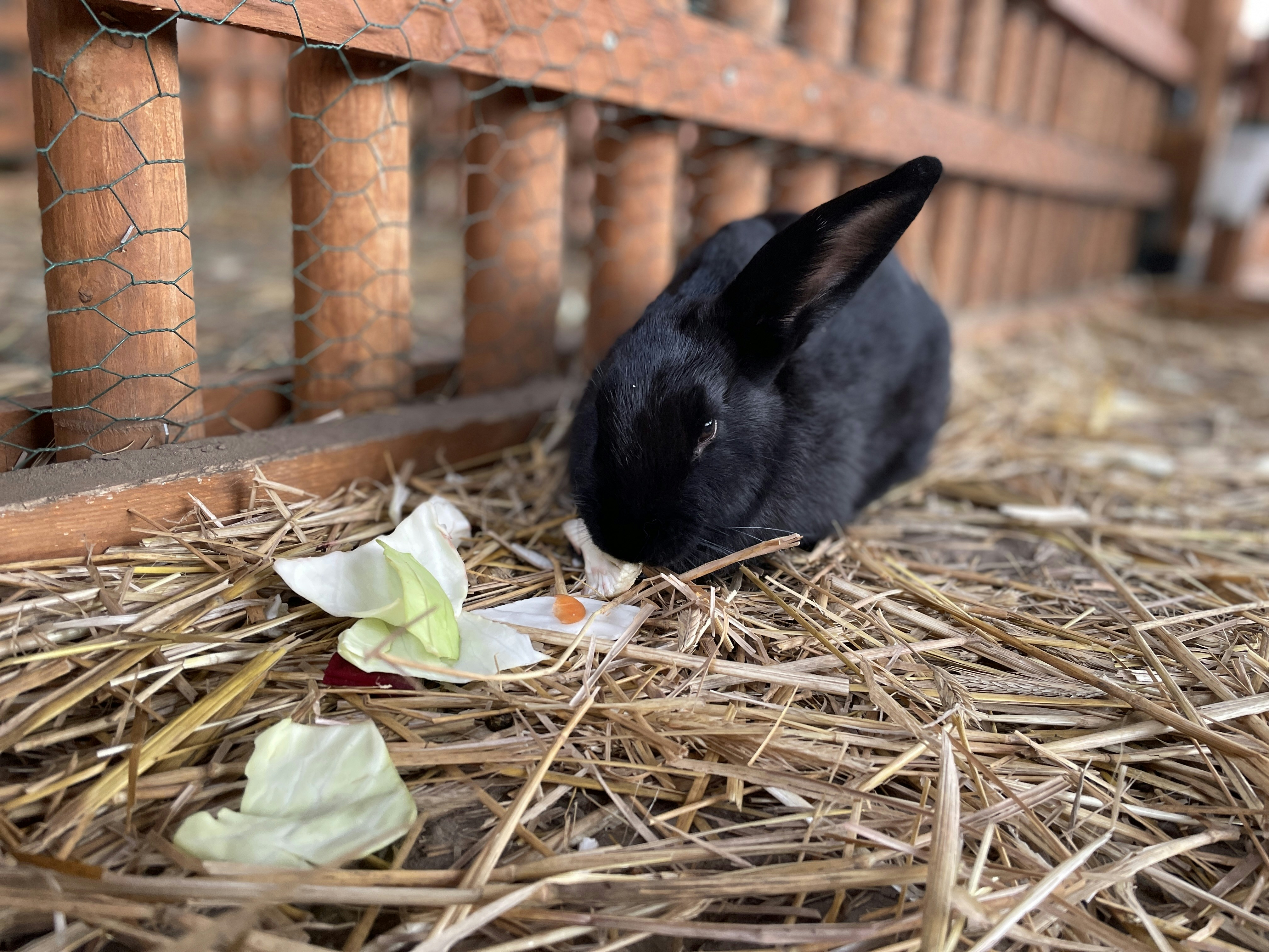 A rabbit eating a flower photo – Free Rabbit Image on Unsplash