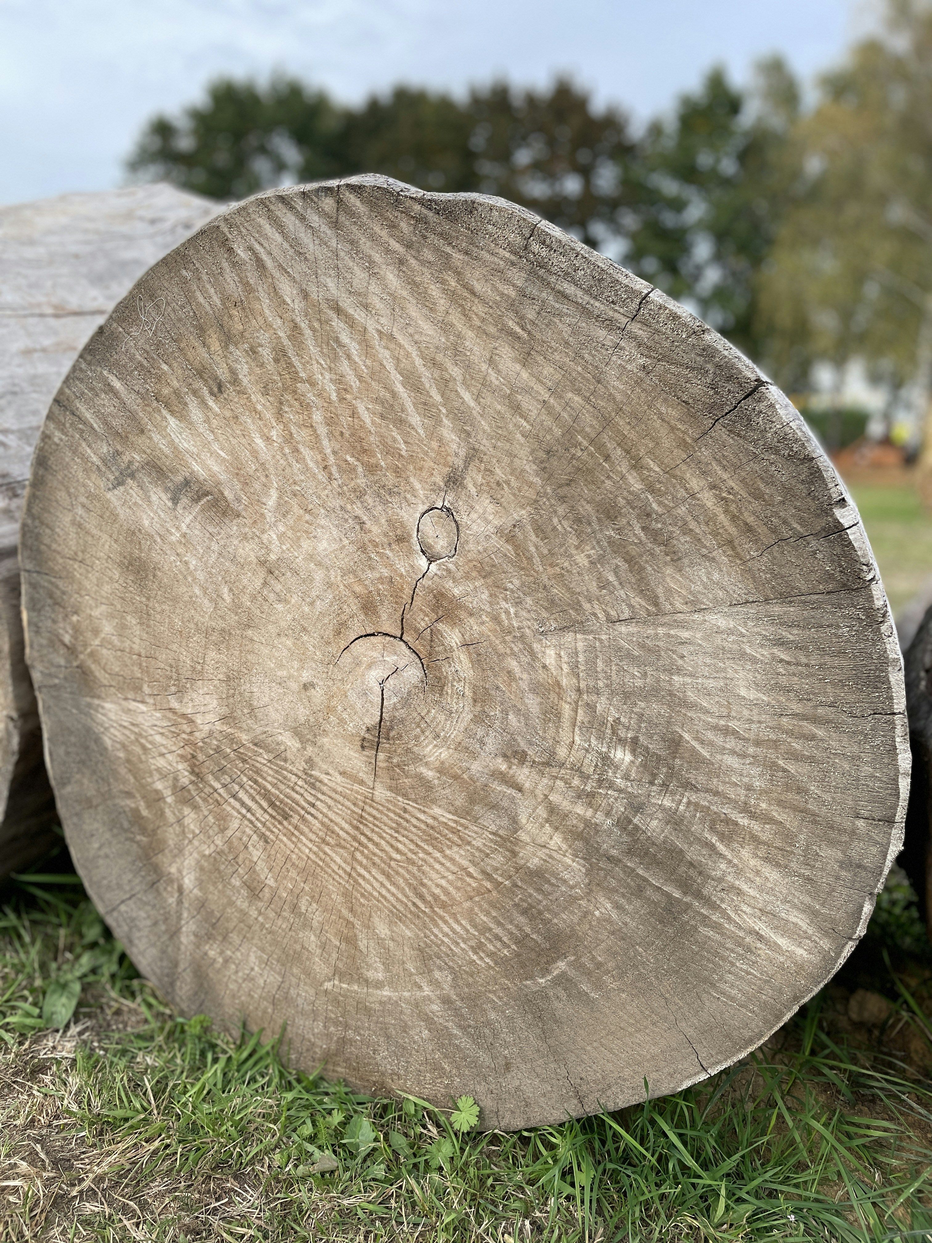 Ringscape on the Lawn: A Weathered Timber Cross-Section
