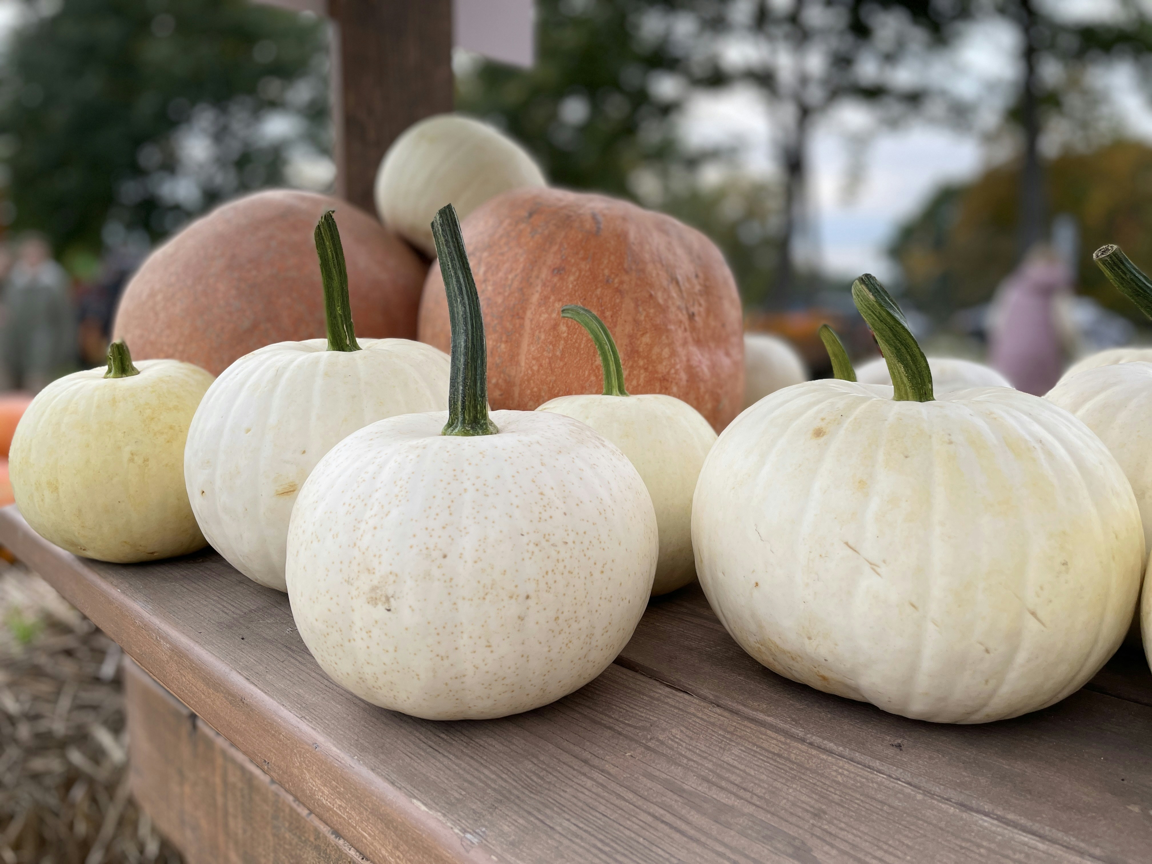 Pumpkin Parade on a Wooden Bench