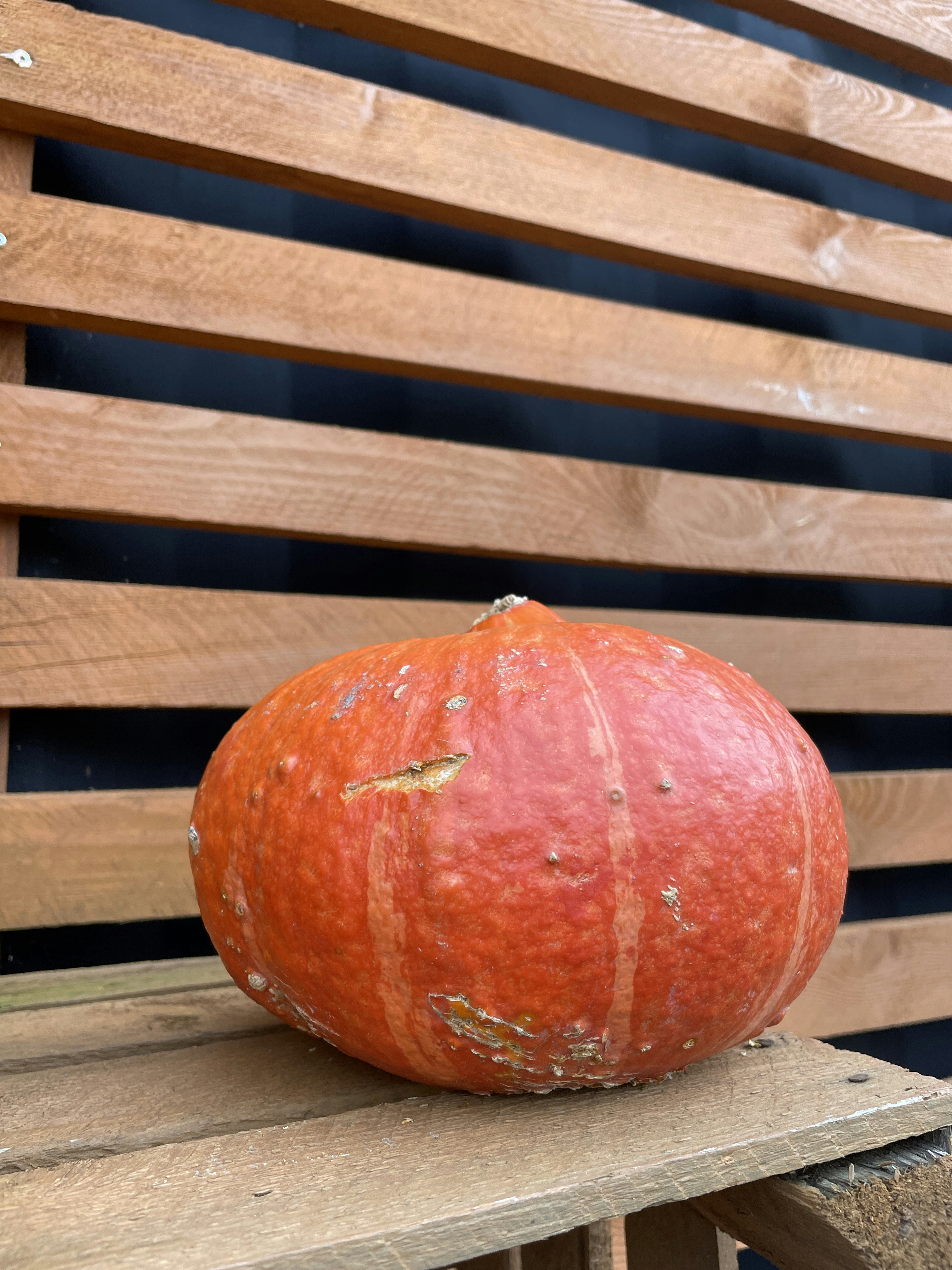 a red apple on a wooden bench