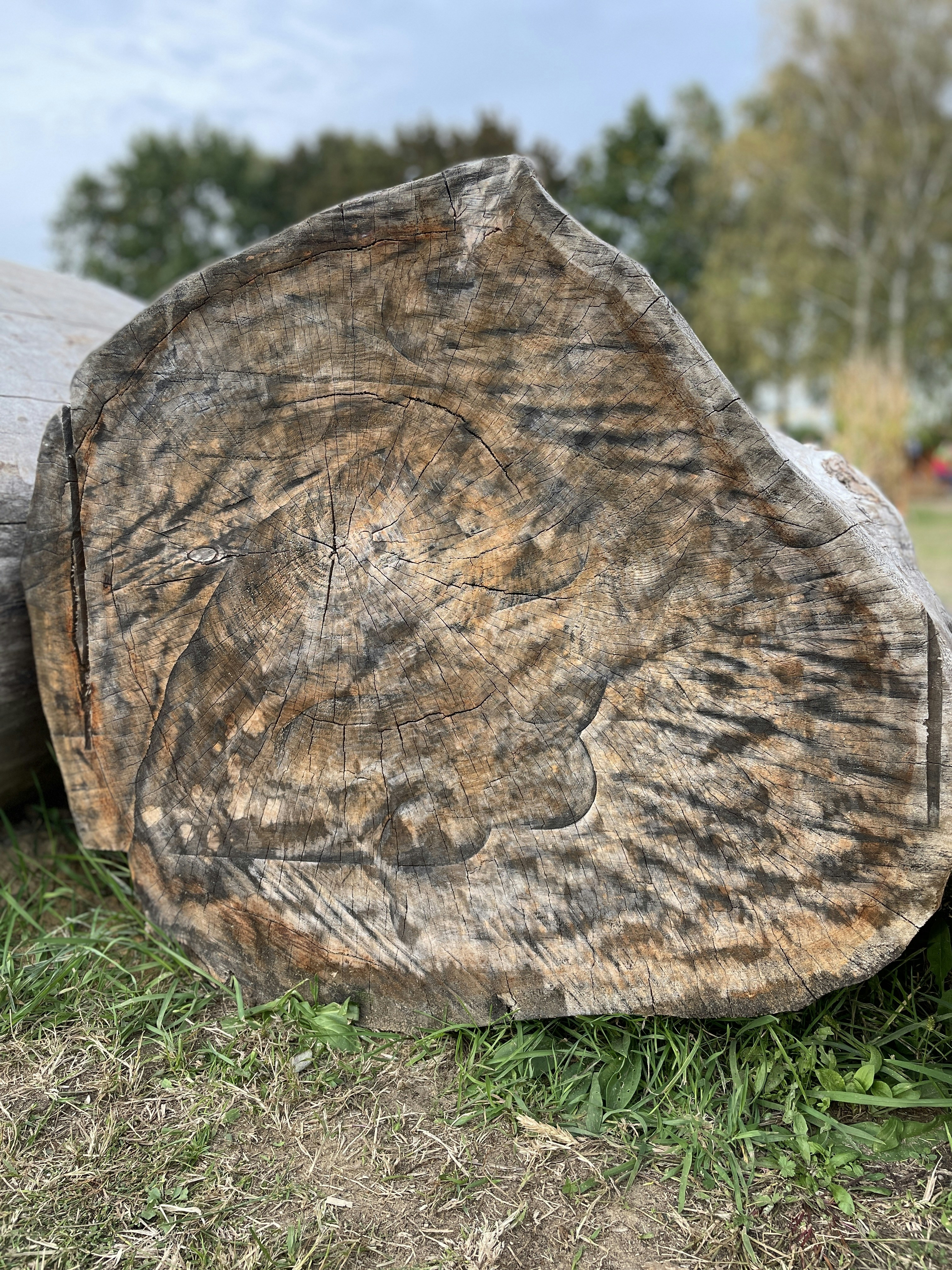 Cross-Section of Time: Weathered Log Surface