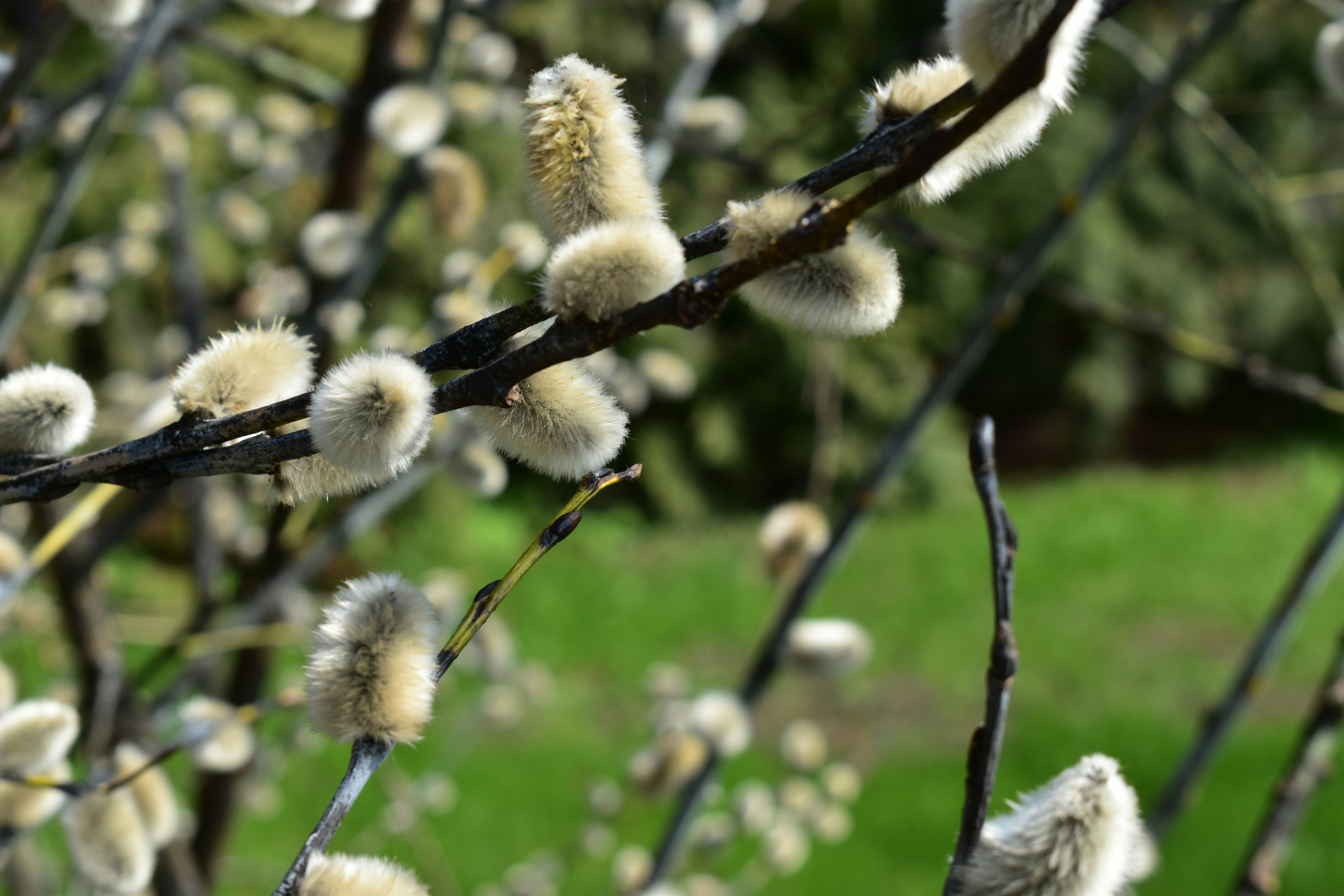 Верба Pictures | Download Free Images on Unsplash