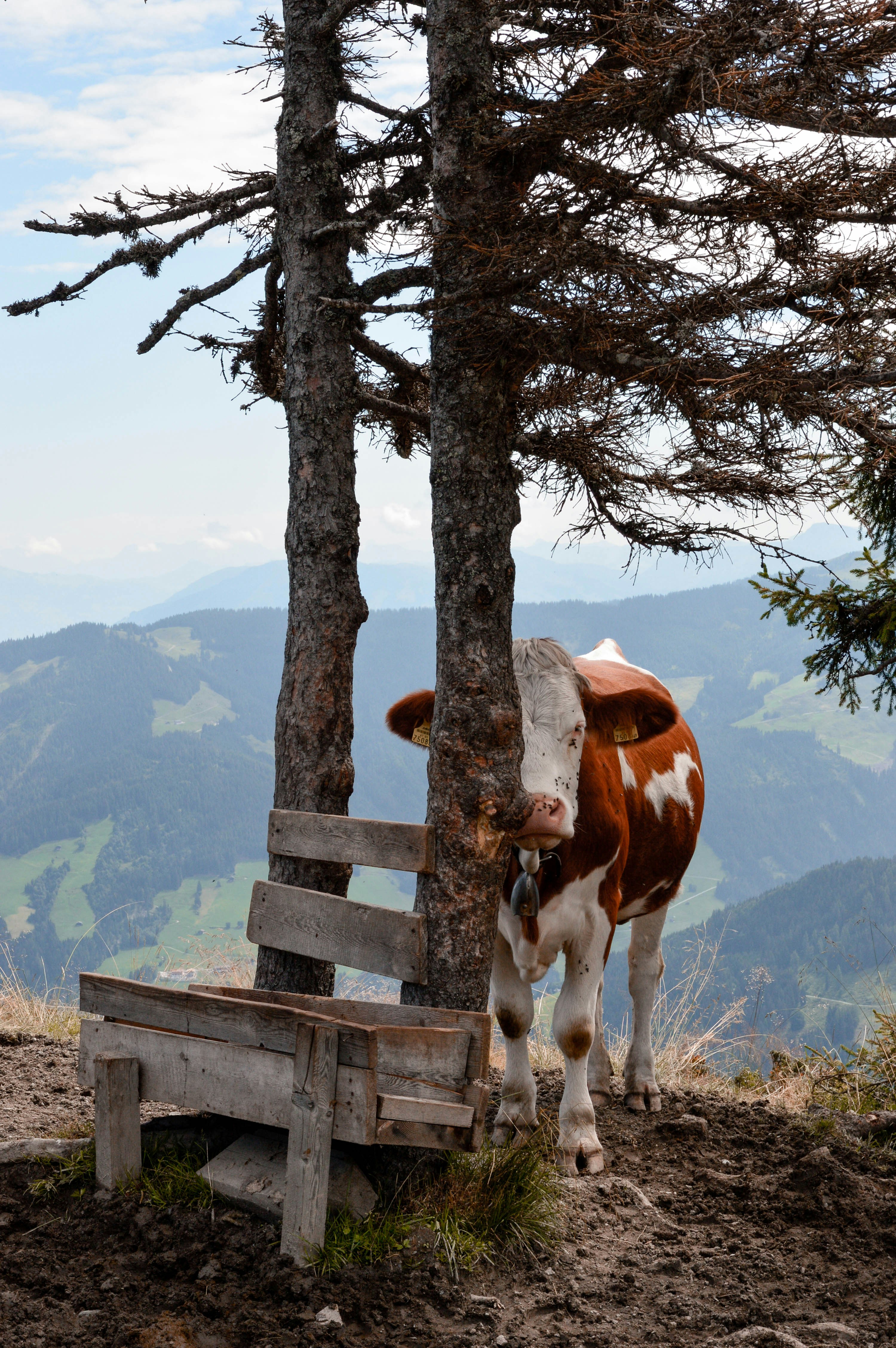 Alpine Cow Pausing at a Rustic Bench Beneath Windy Pines