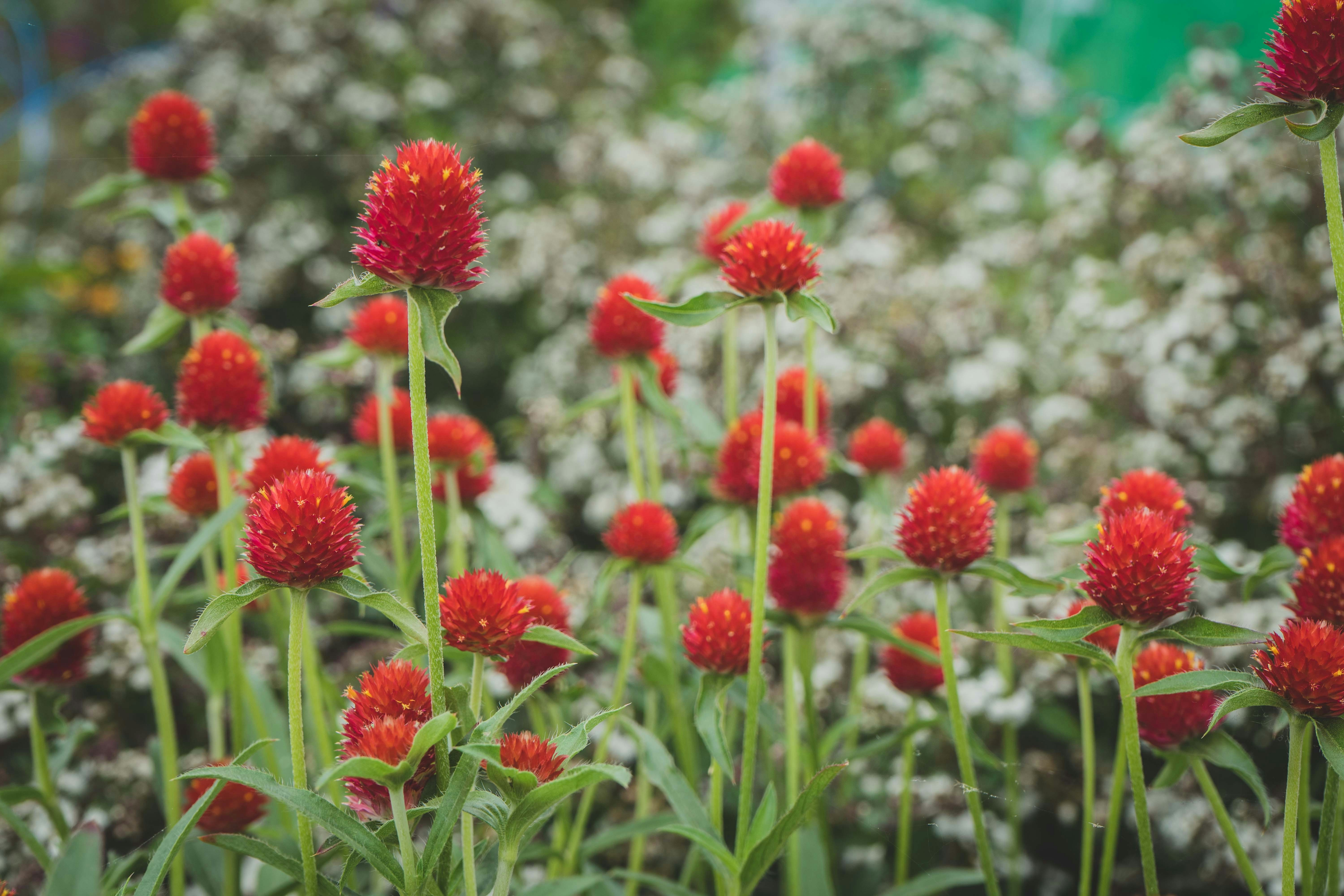 Crimson Globe Serene: Red Pincushion Flowers in a Garden Bed
