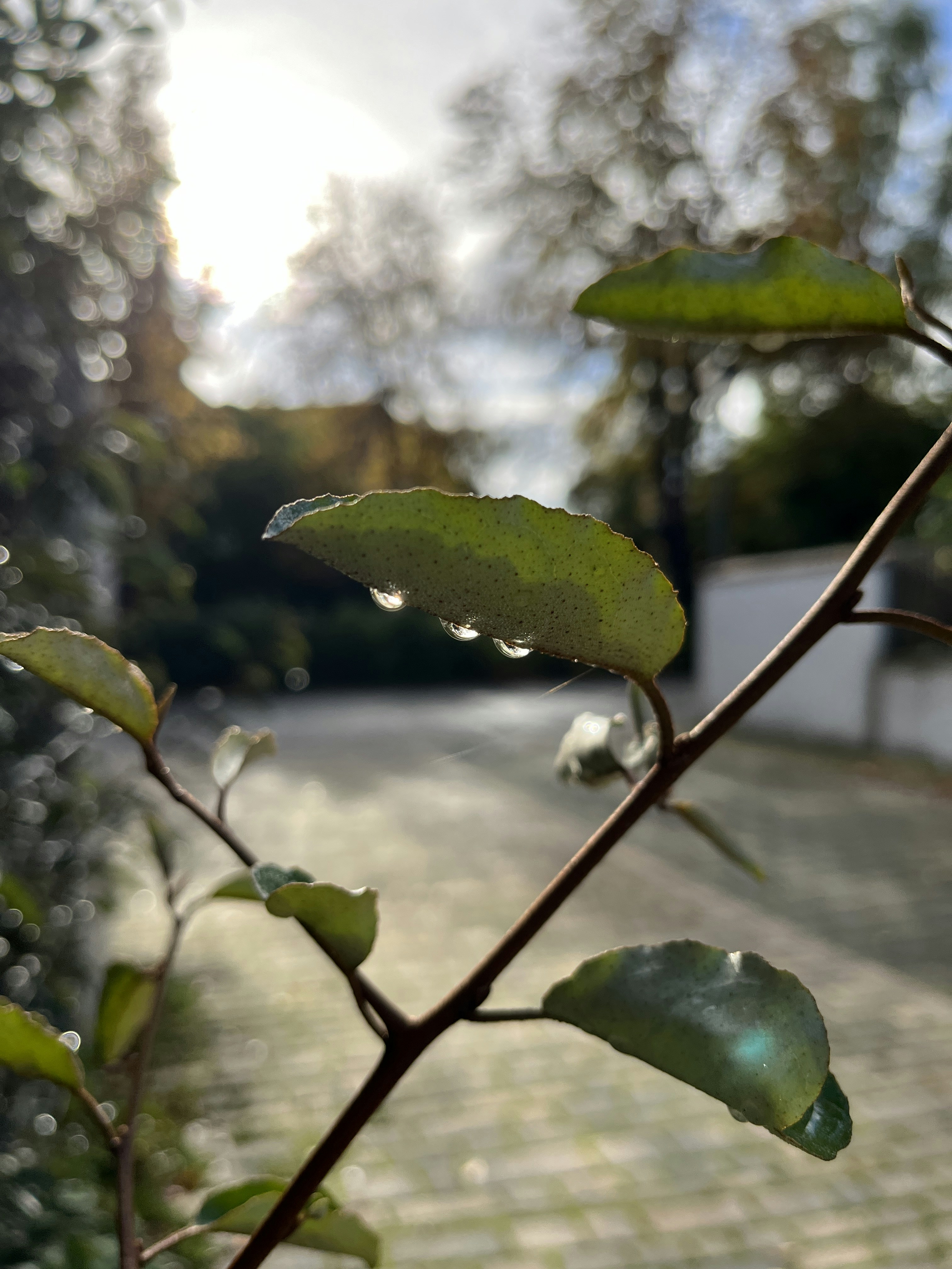 Waterdrops on leaves