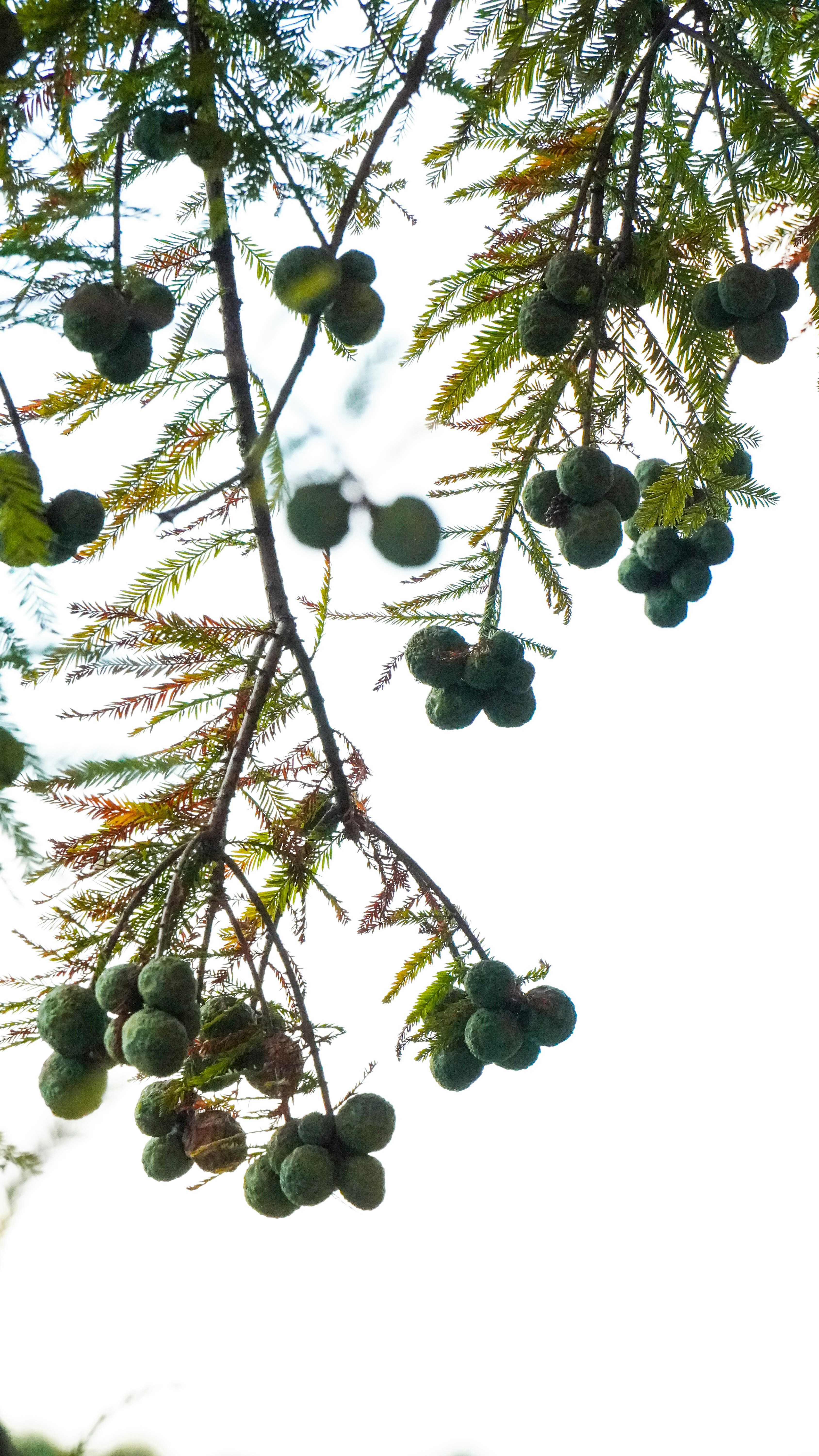 Un arbre avec des fruits photo – Photo Plante Gratuite sur Unsplash