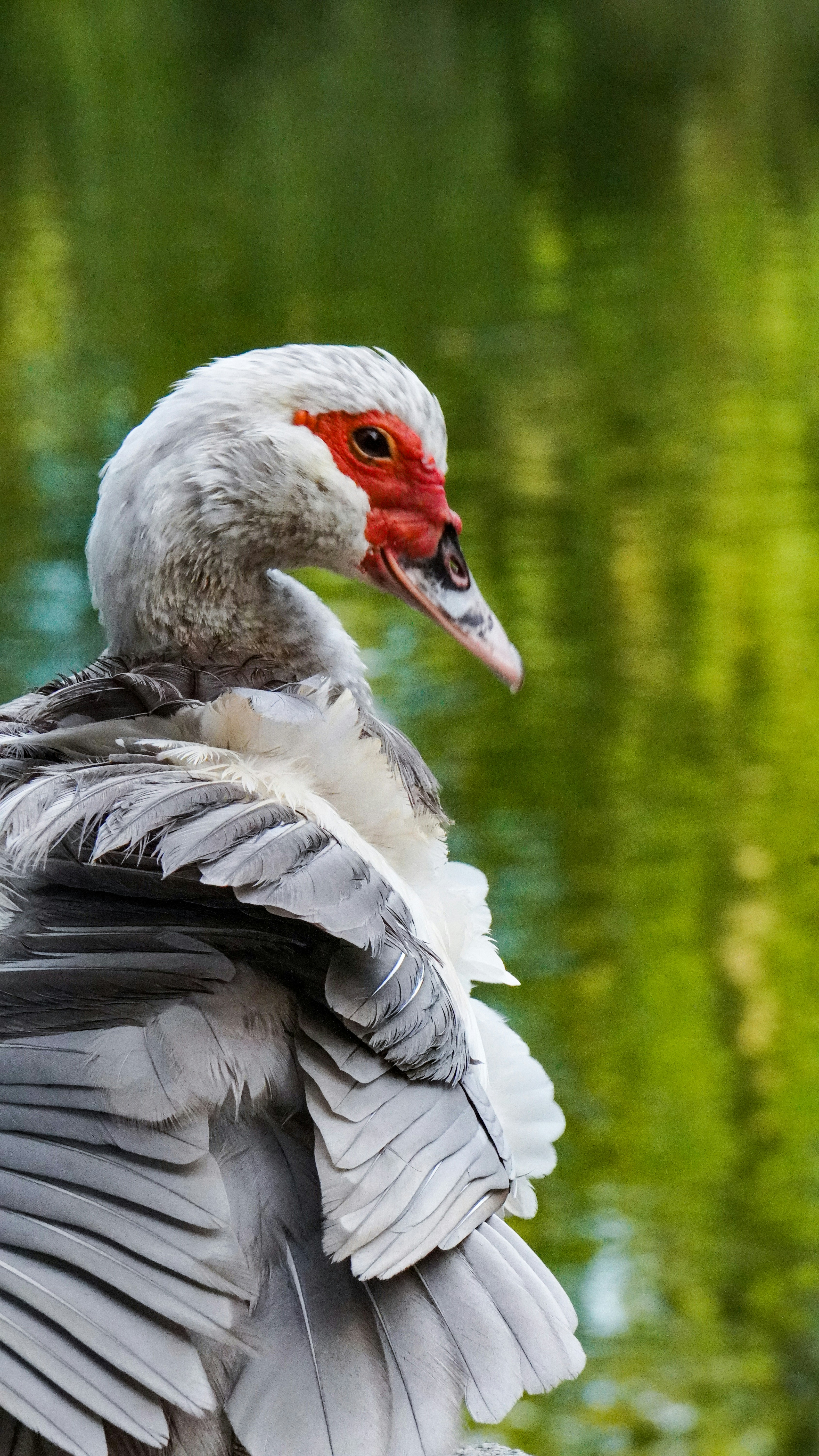Red-faced Goose in Soft Focus: Portrait on a Verdant Backdrop