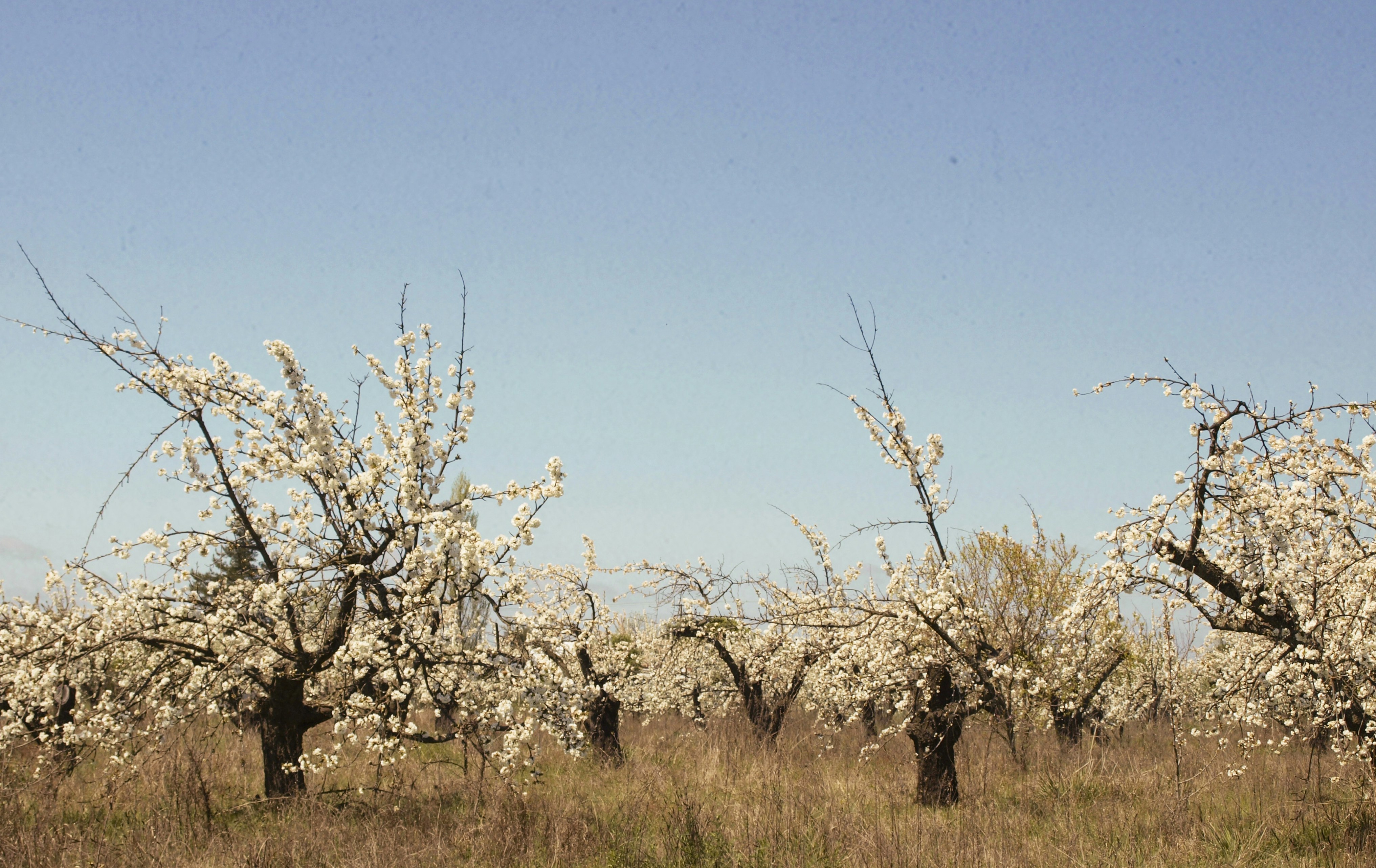 Cherry trees in full bloom stretch across a grassy field beneath a cloudless blue sky.