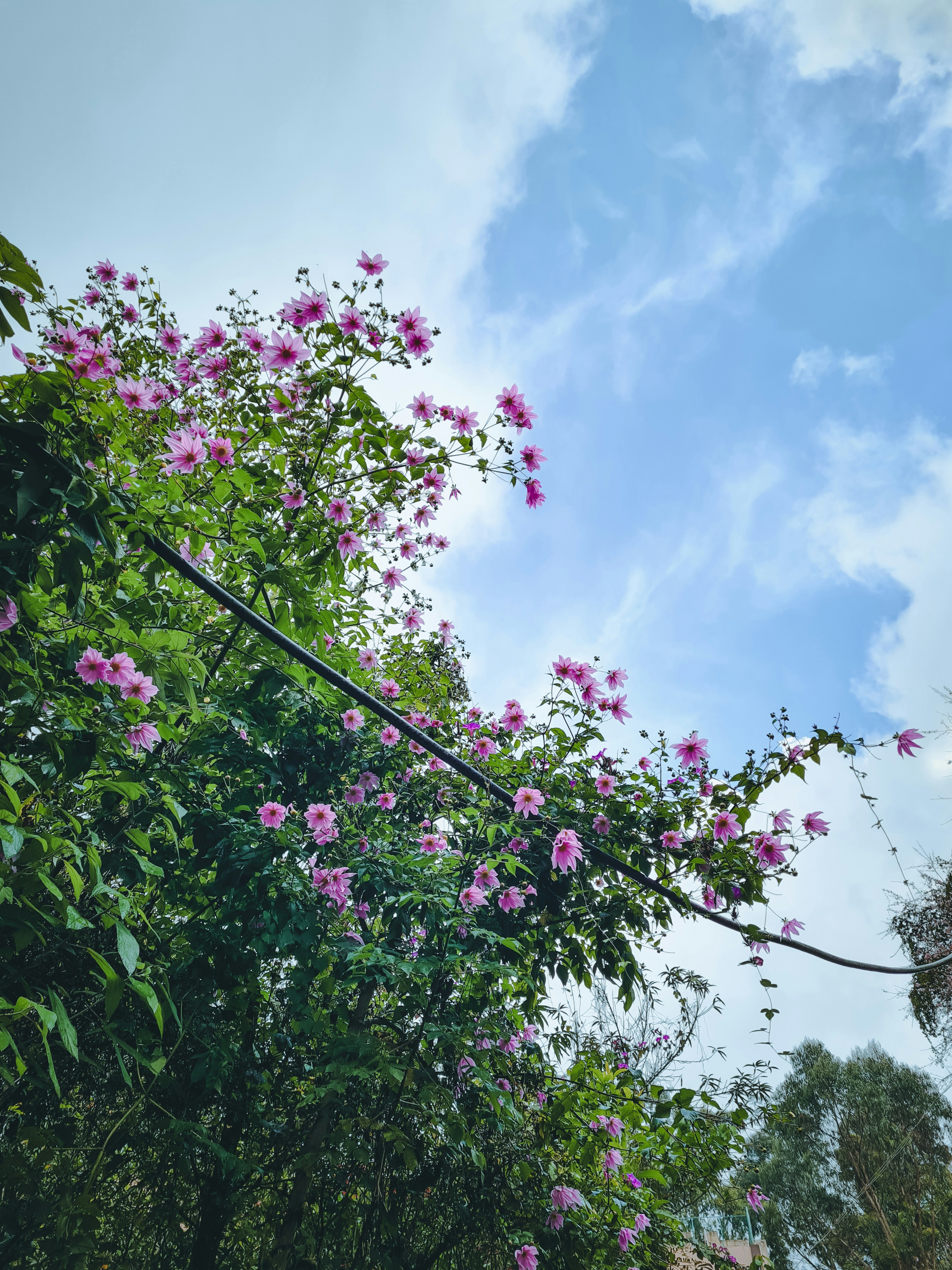 Wirebound Pink: A Burst of Blooms Framing a Clear Summer Sky