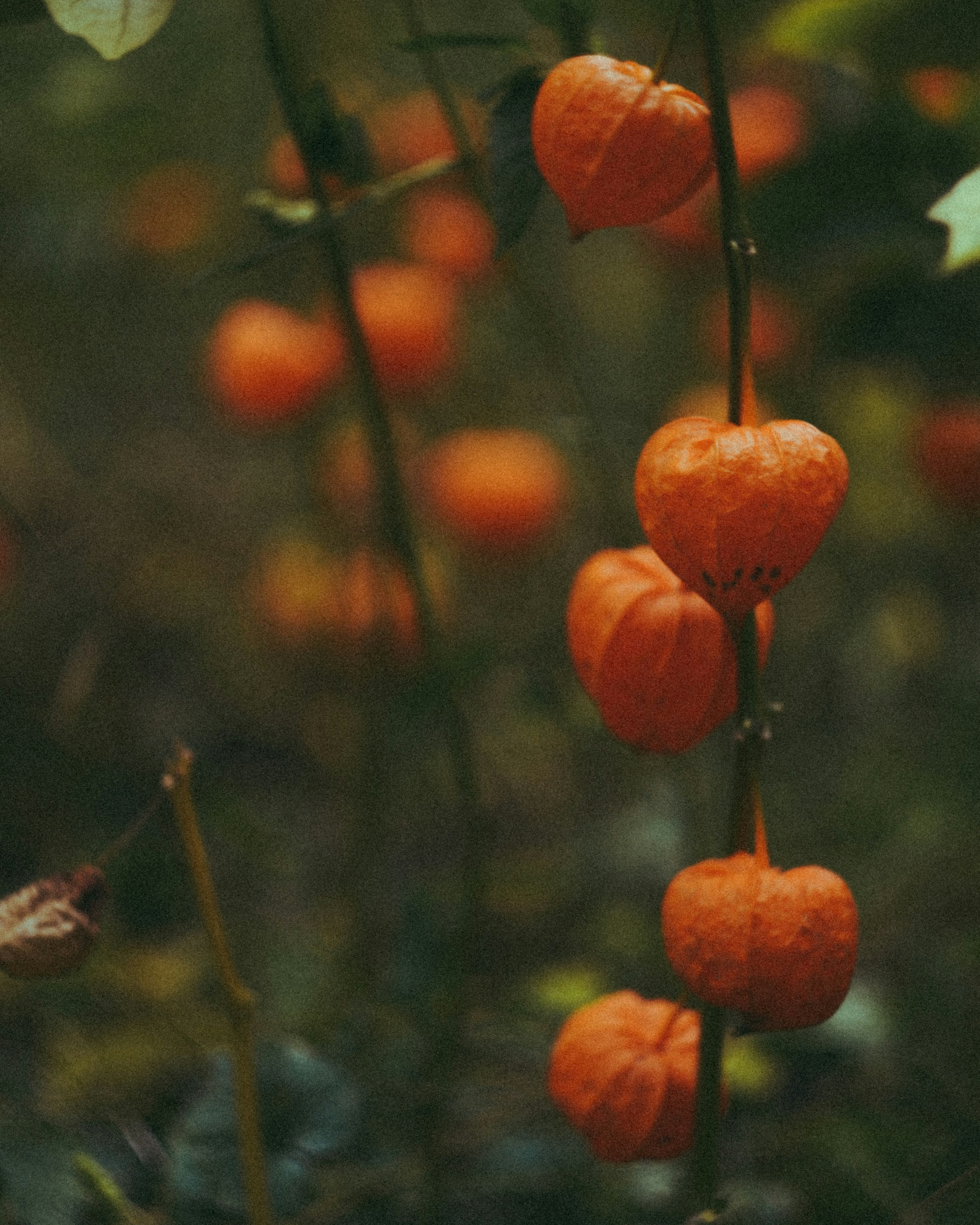 Un groupe de fruits rouges sur une branche photo – Photo Plante ...