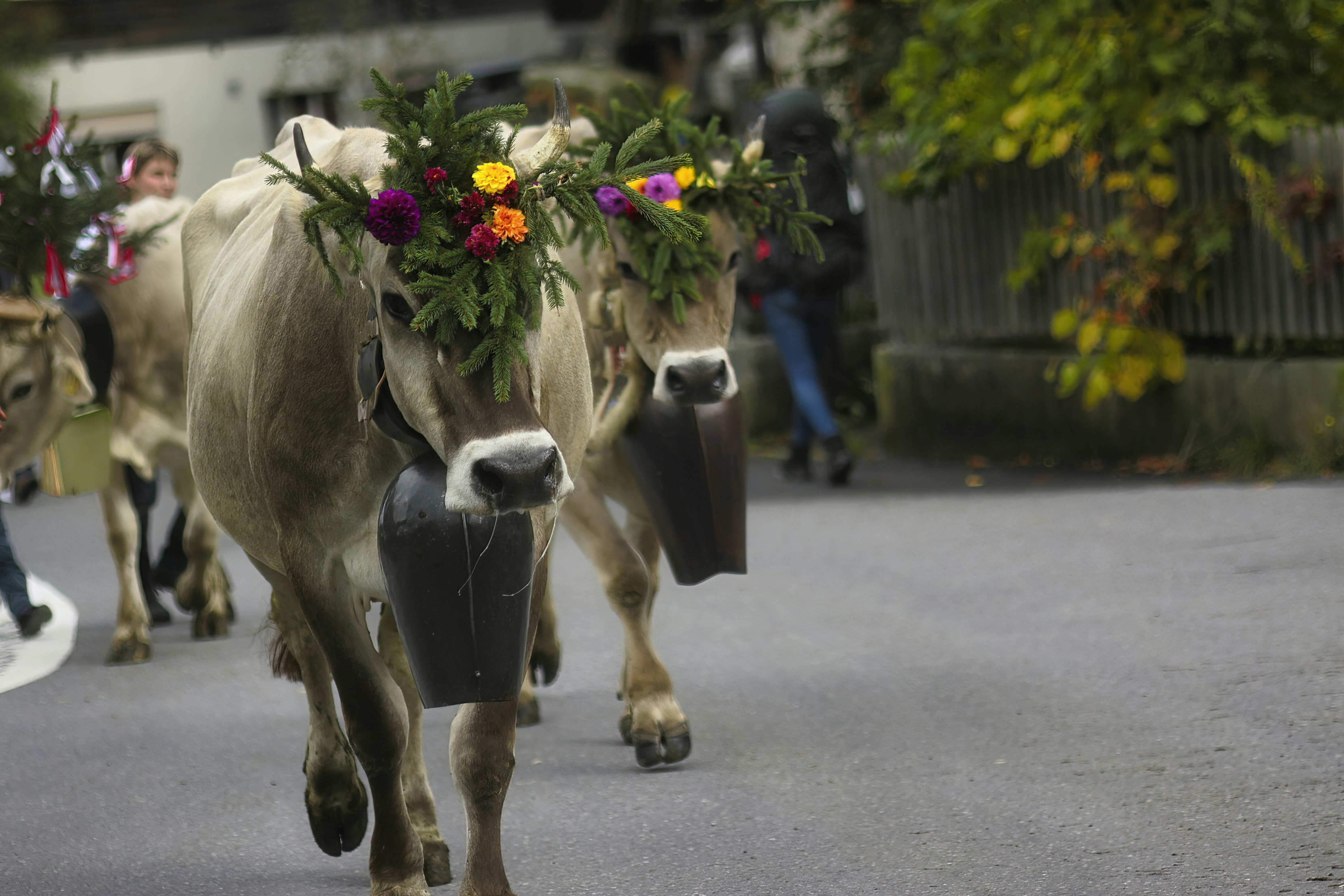 Flowered Bullock Caravan on a Suburban Street