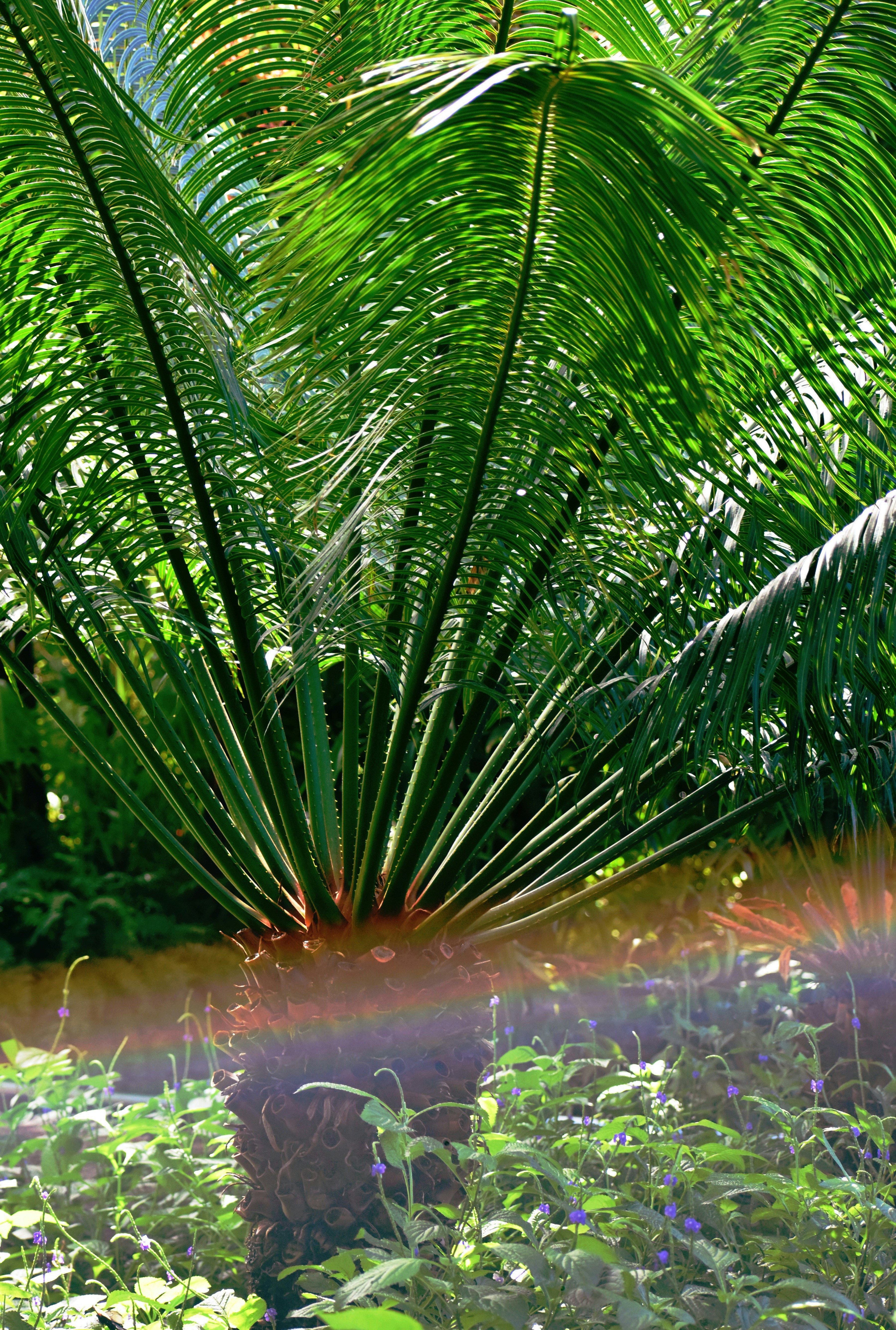 Radiant Palm Crown: Fronds Converge in Sunlit Fanfare