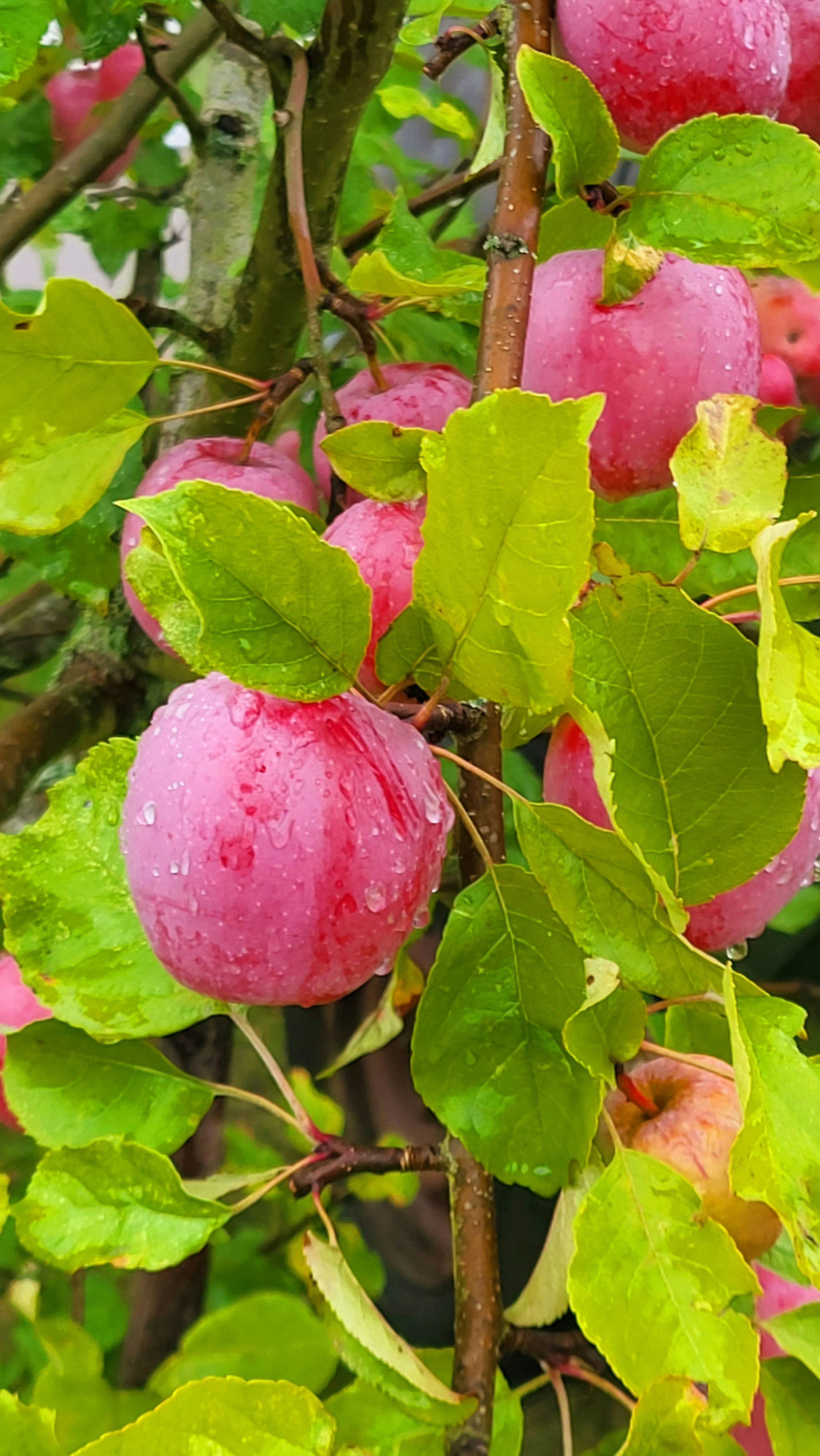 have you ever seen pink apples?