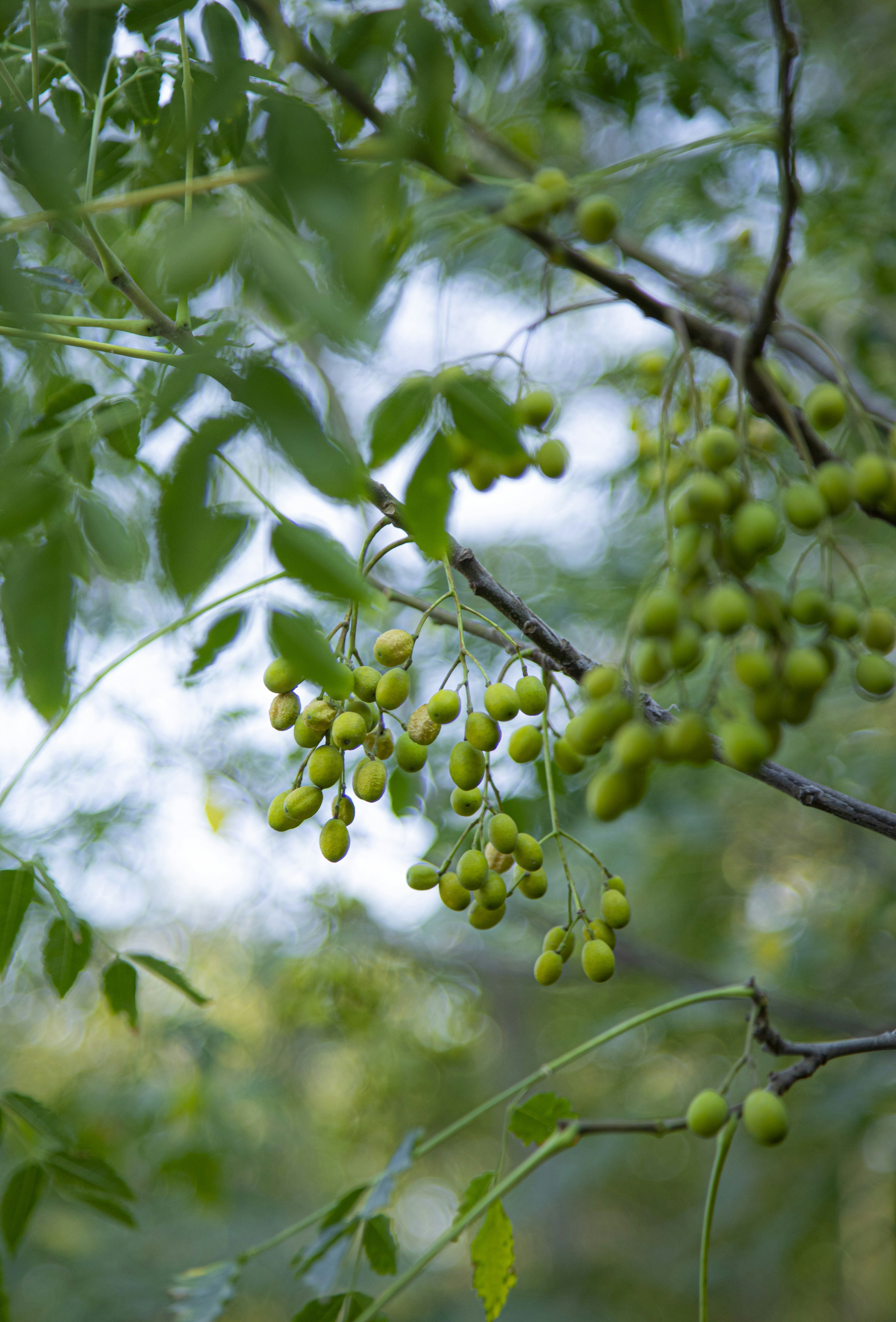 A tree with green leaves photo – Free Parsabad Image on Unsplash