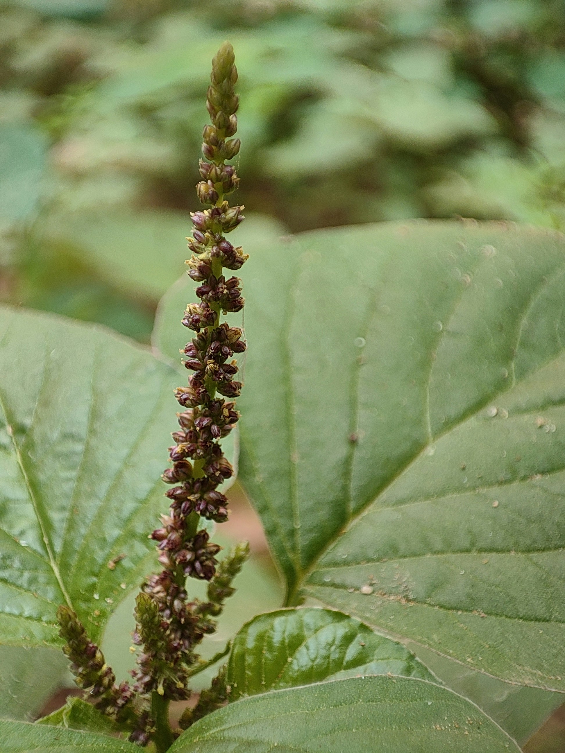Mid-Height Spike: A Close-Up of a Lustrous Purple Bloom Rising Against Broad Green Leaves