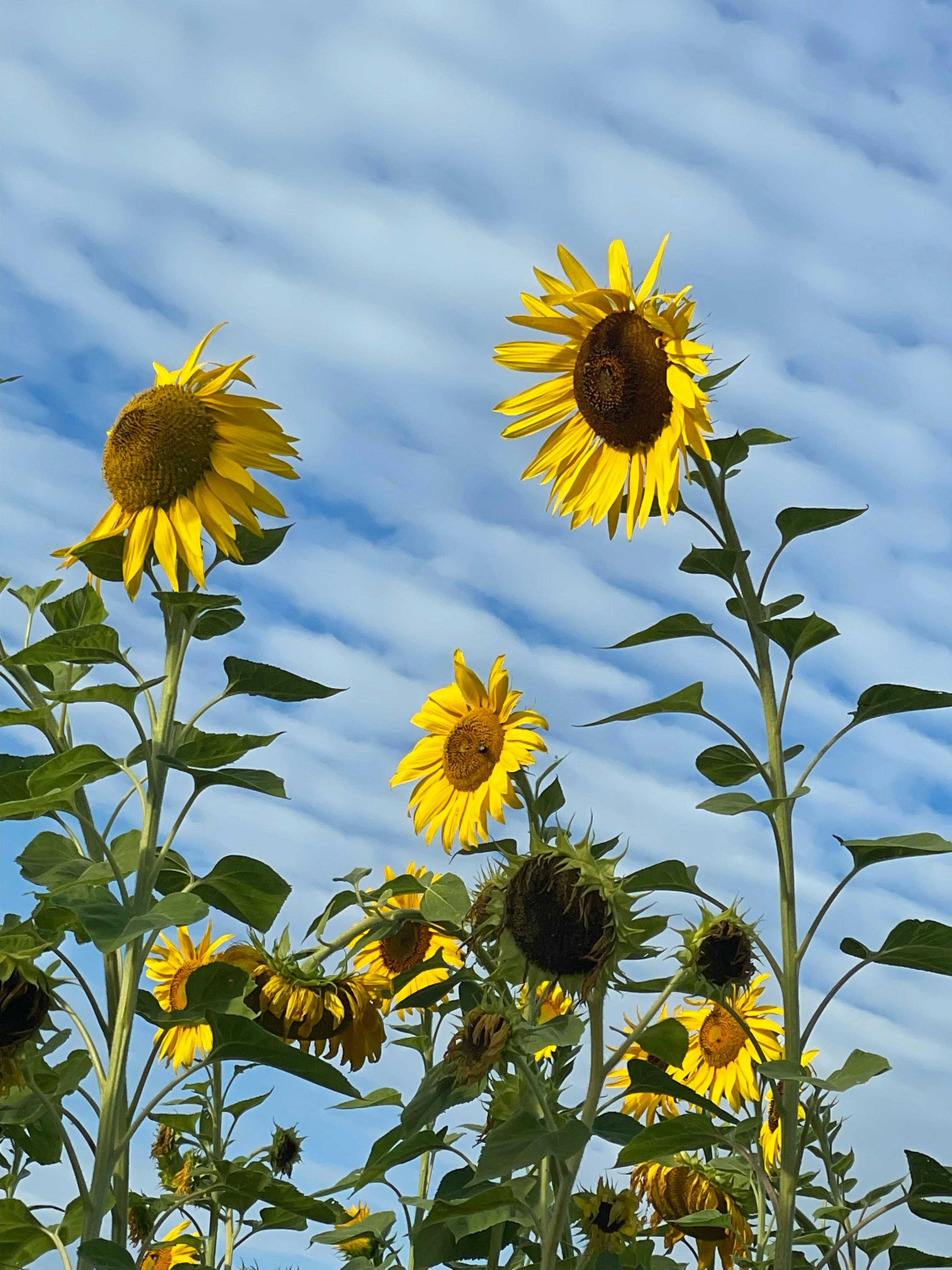 A group of sunflowers photo – Free Flower Image on Unsplash