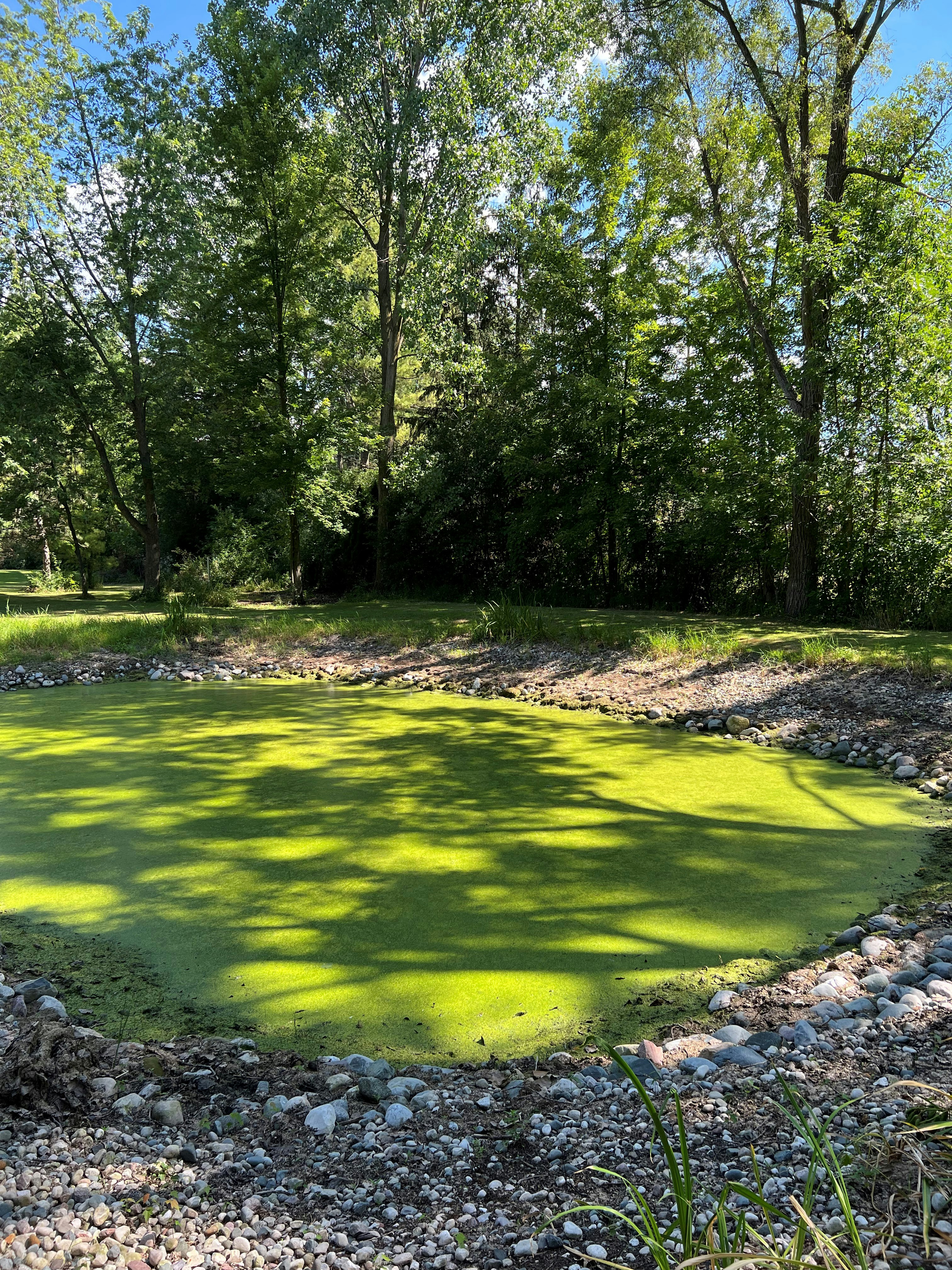 A small pond surrounded by trees photo – Free Water Image on Unsplash