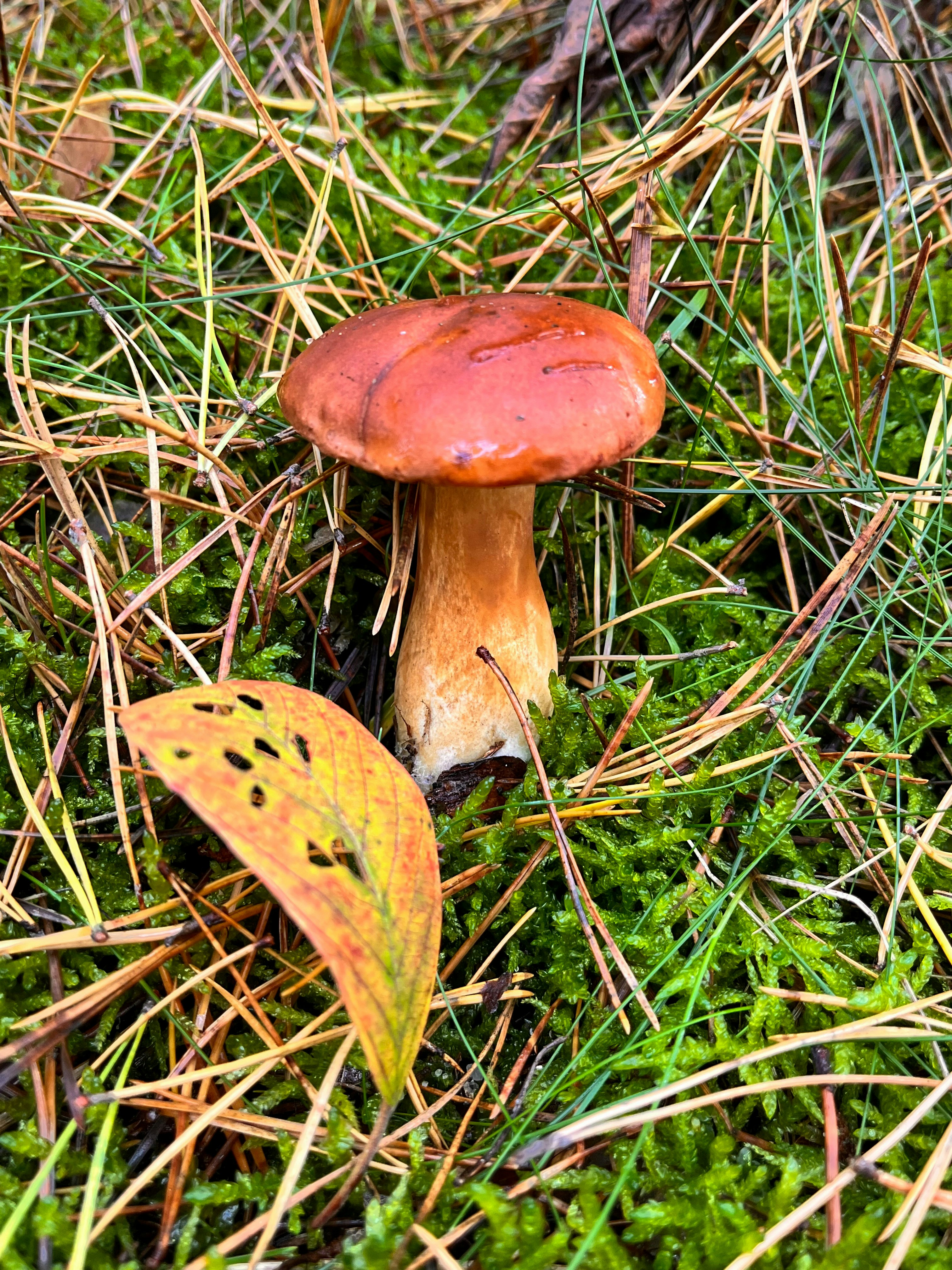 a group of mushrooms growing in grass