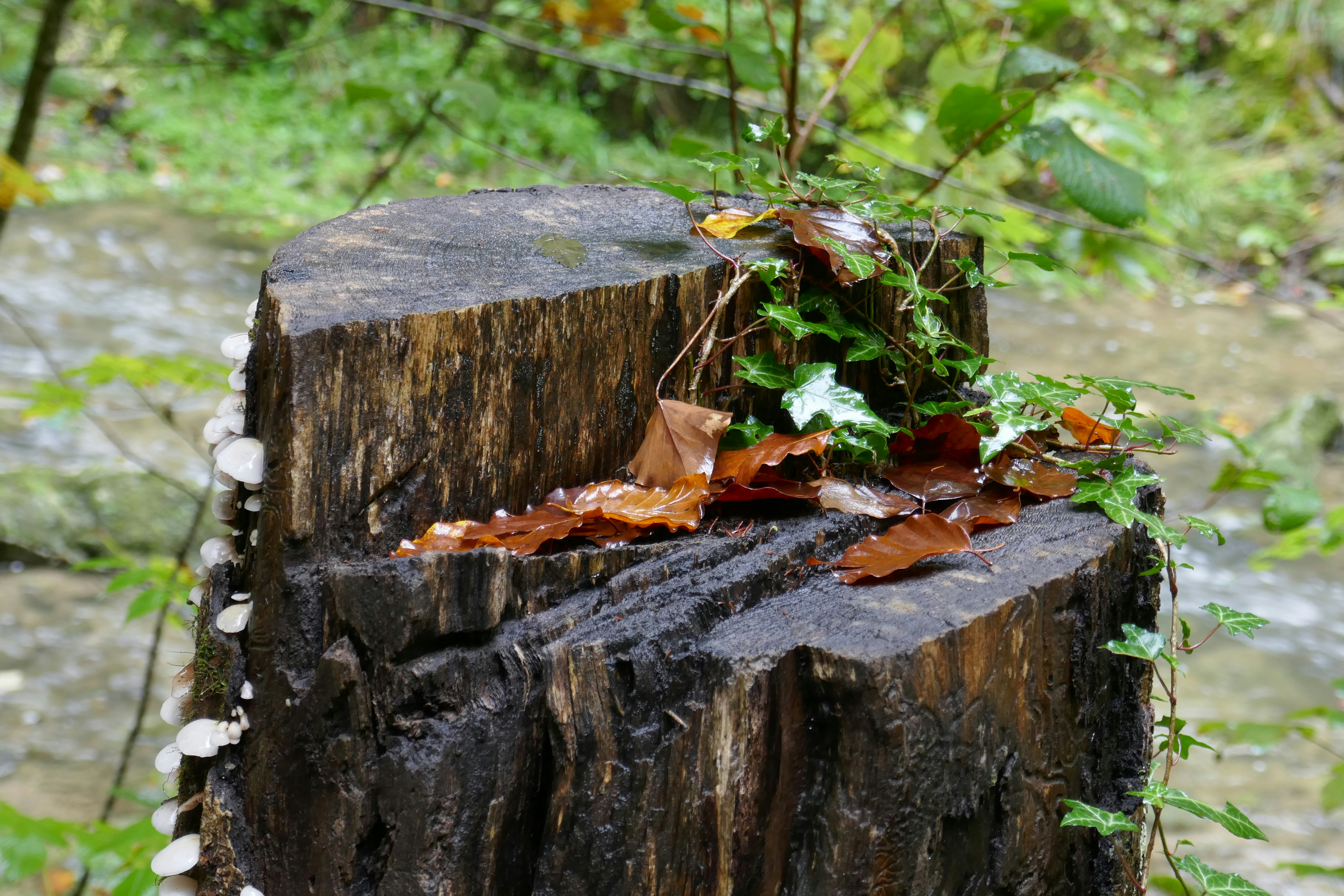 A tree stump with leaves and branches photo – Free Küsnachter tobel ...