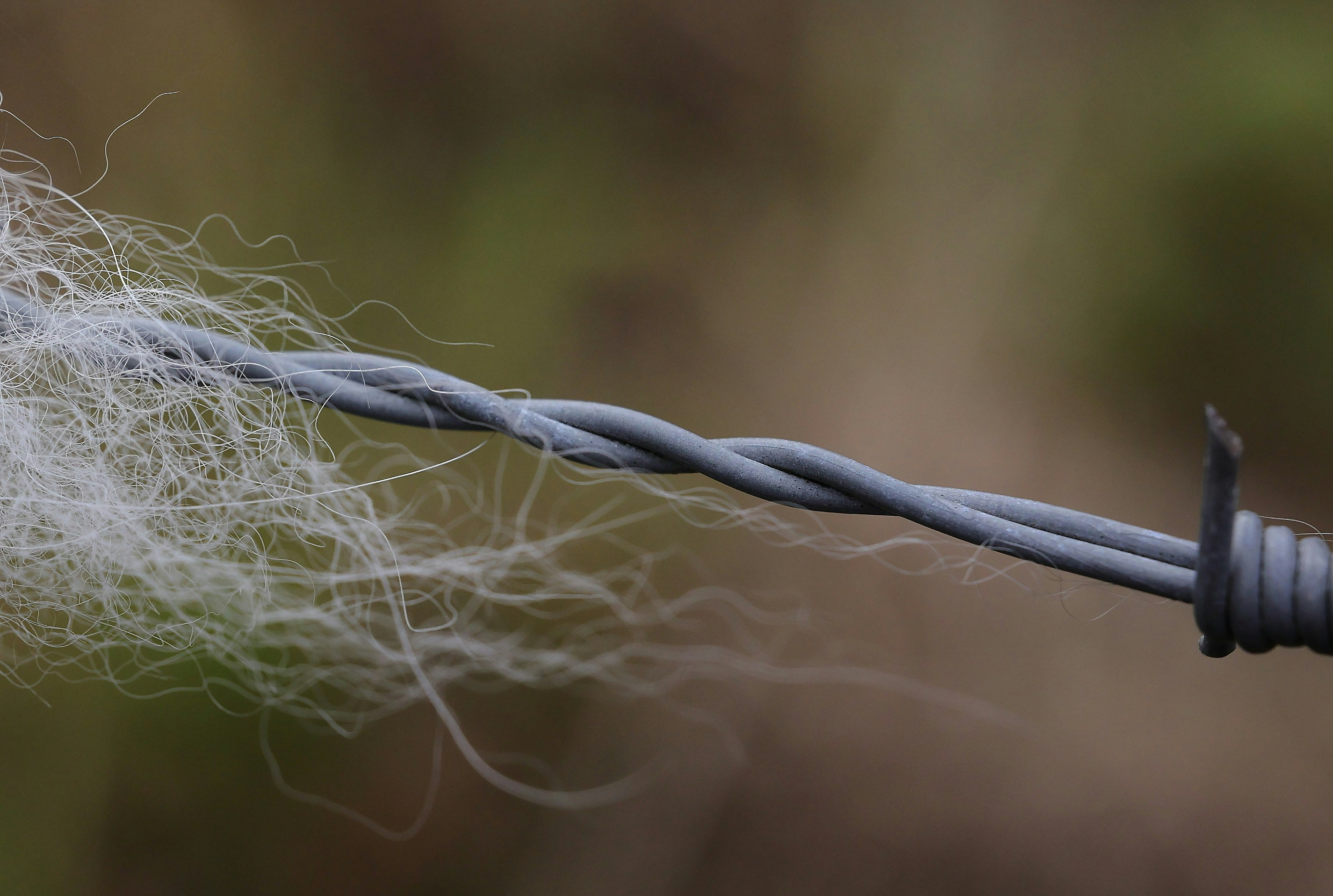 Frayed Wire in Focus: Wisps of Fiber Cling to a Weathered Barrier